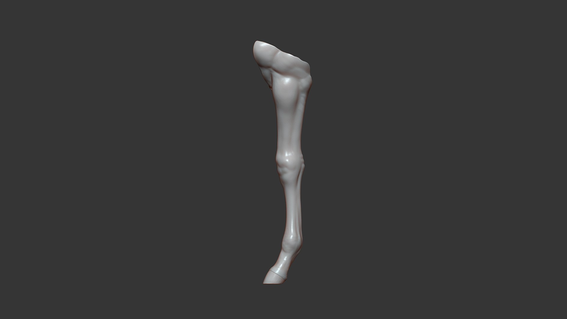 3D Horse Foal Front Leg Highpoly Sculpt Model - TurboSquid 1810314
