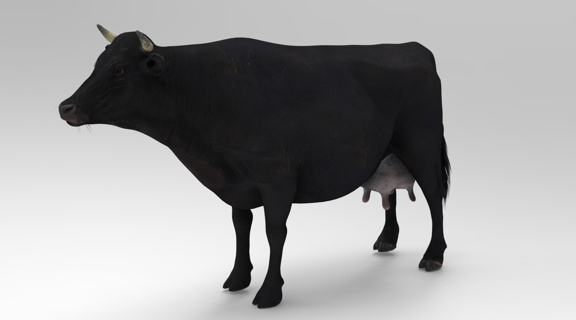 3D model Black Cow - TurboSquid 2110042