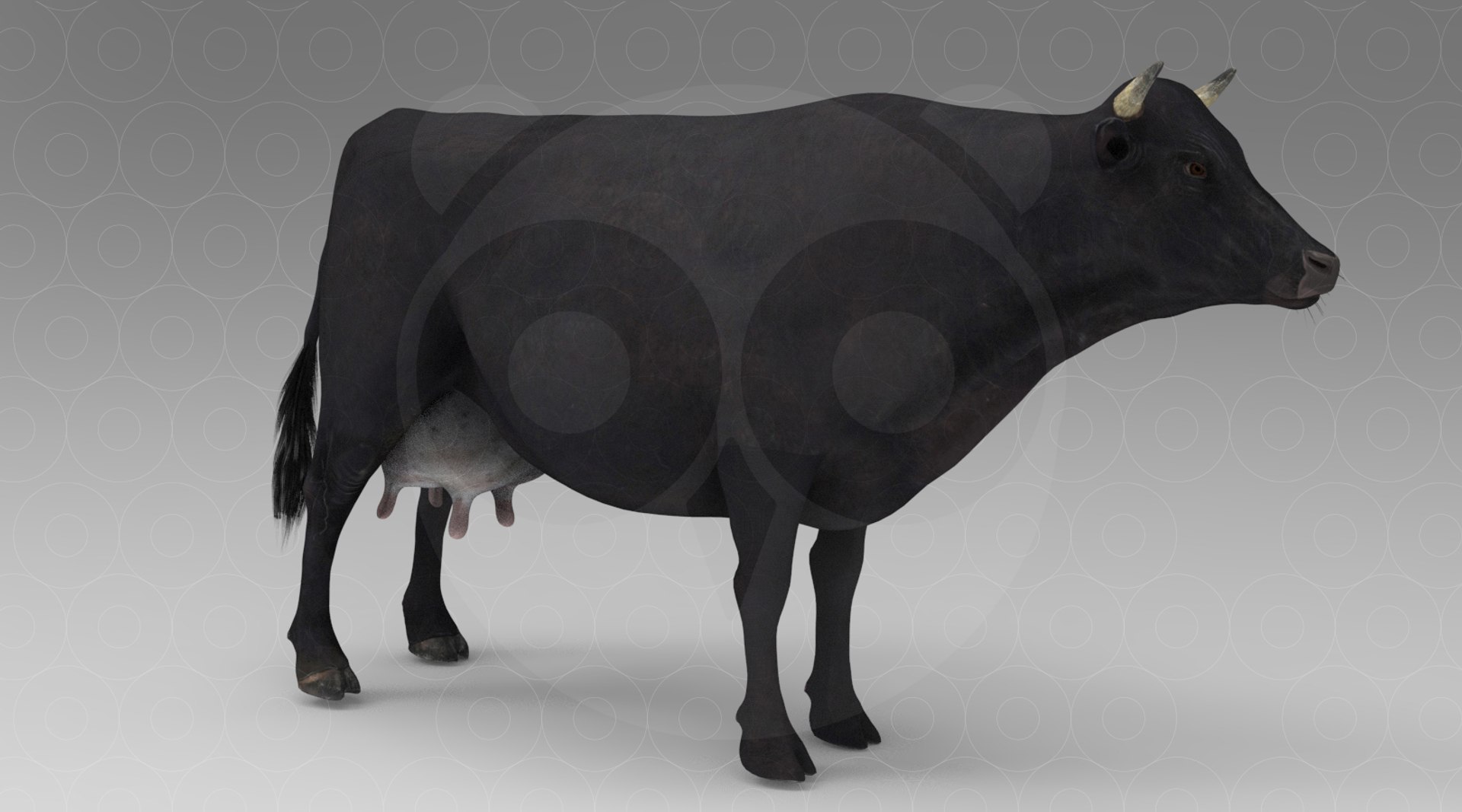 3D Model Black Cow - TurboSquid 2110042