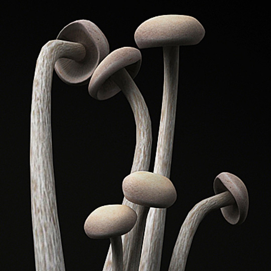 Enoki Mushroom 3d 3ds