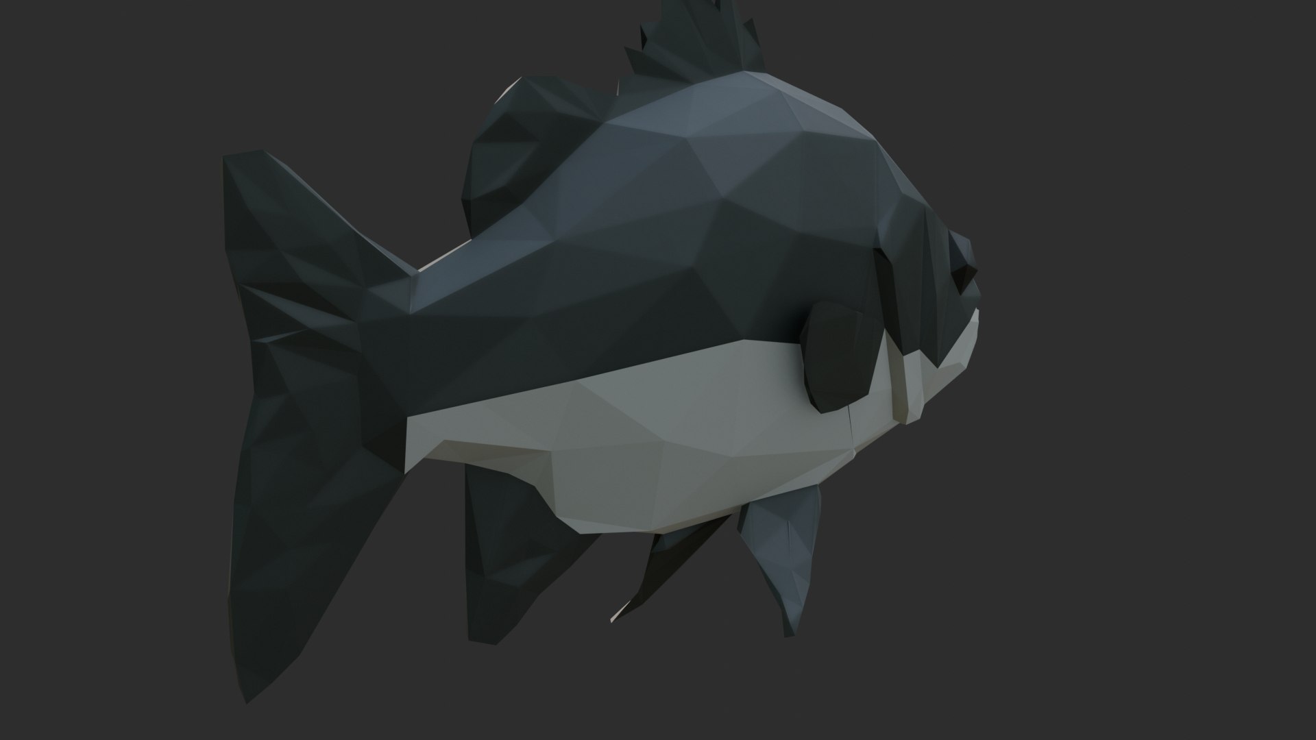 3D LowPoly Australian Bass Rigged Animated - TurboSquid 2386871