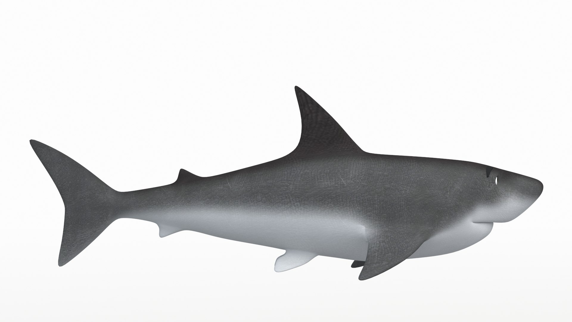 3D Shark Model - TurboSquid 2165452