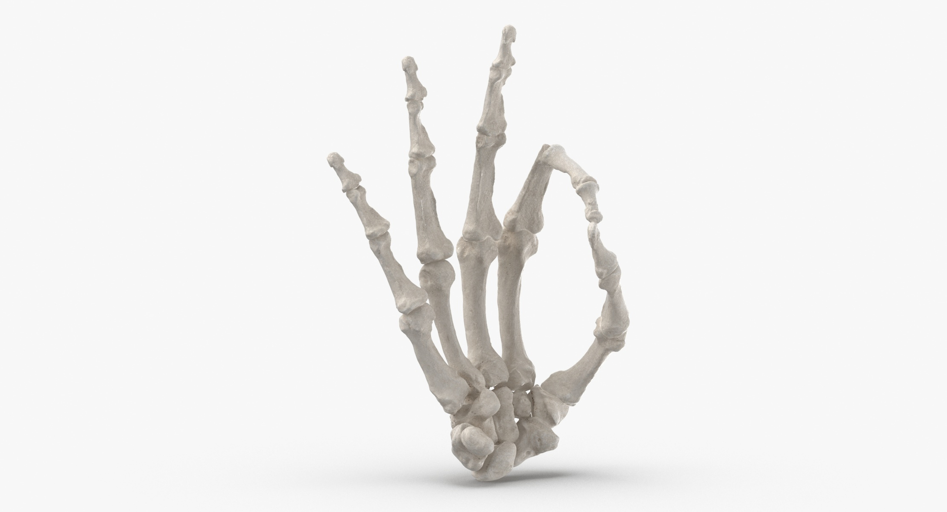 Human hand bones white 3D model - TurboSquid 1610613