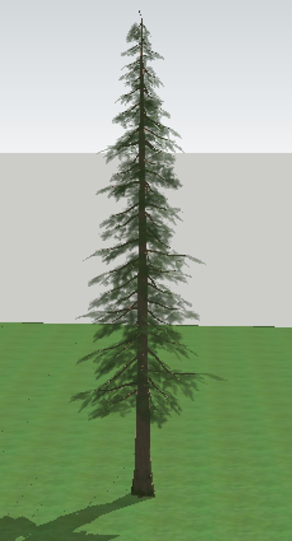 Tree Forest 3d Fbx