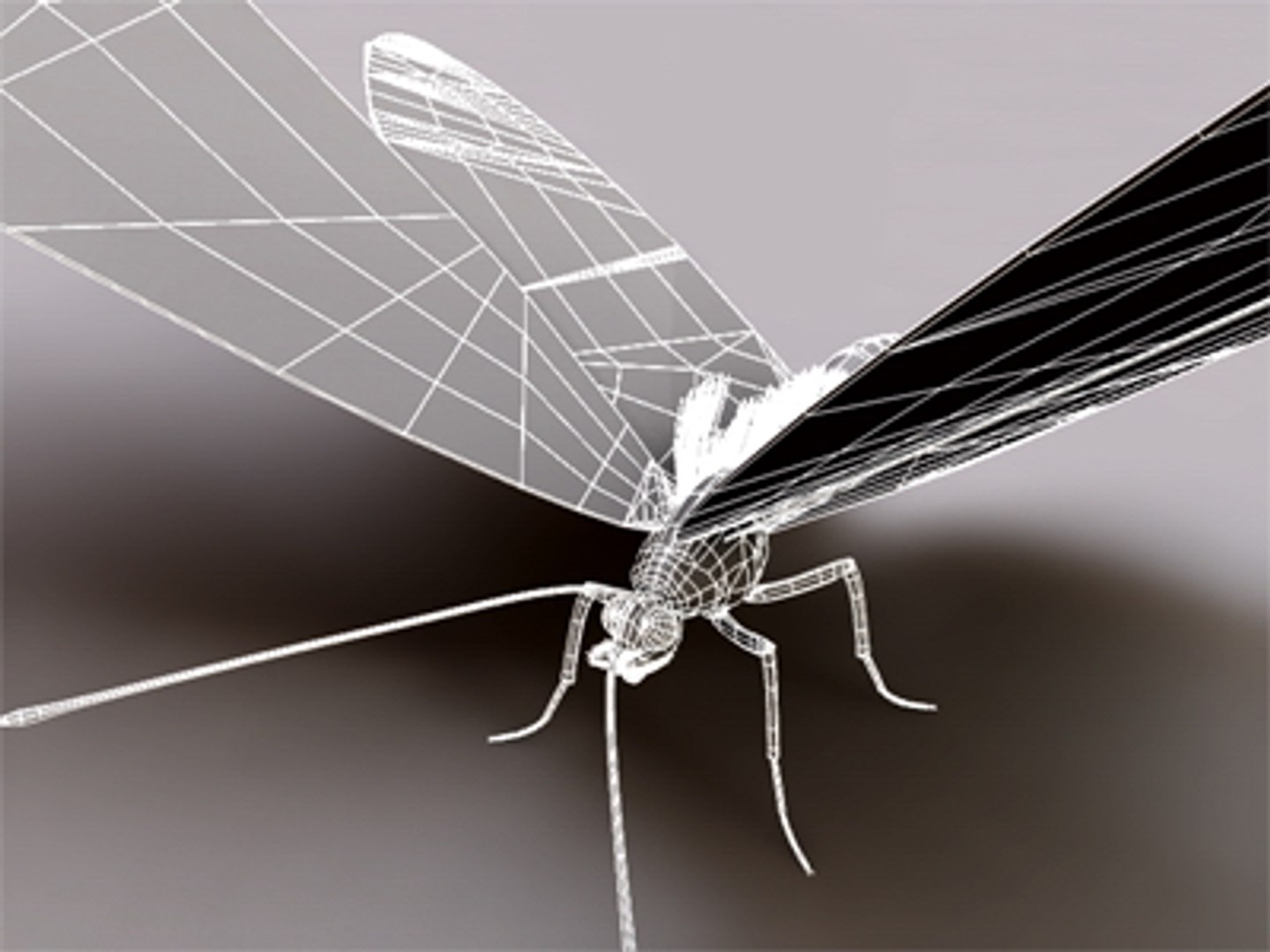Monarch Butterfly 3d Model