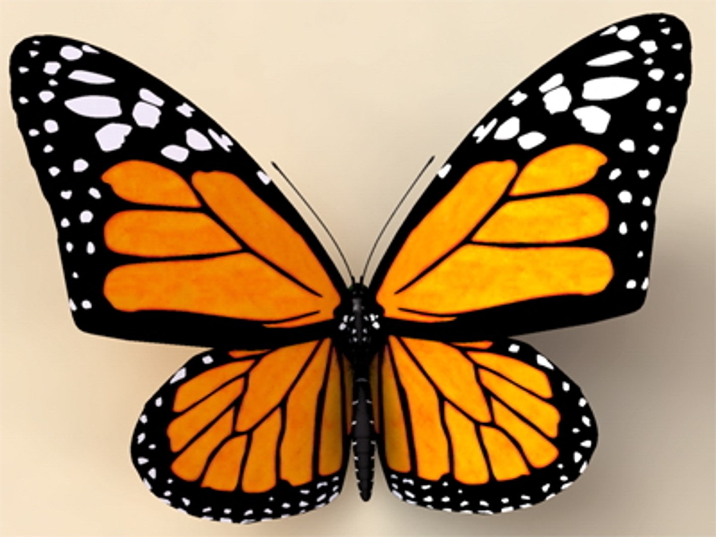 Monarch Butterfly 3d Model