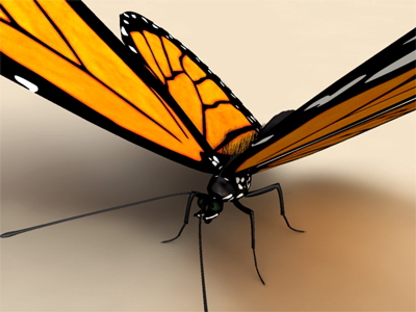 Monarch Butterfly 3d Model