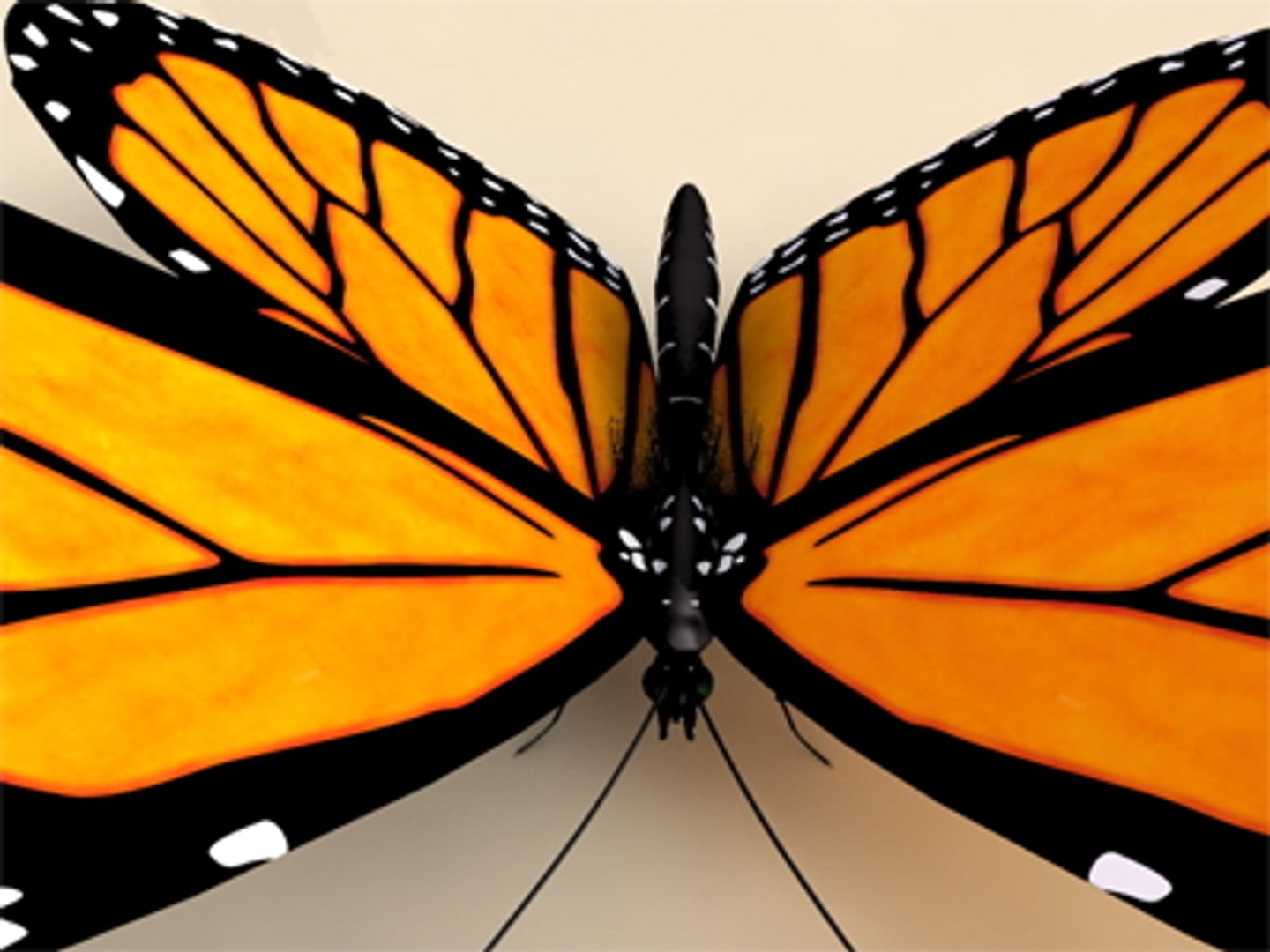 Monarch Butterfly 3d Model