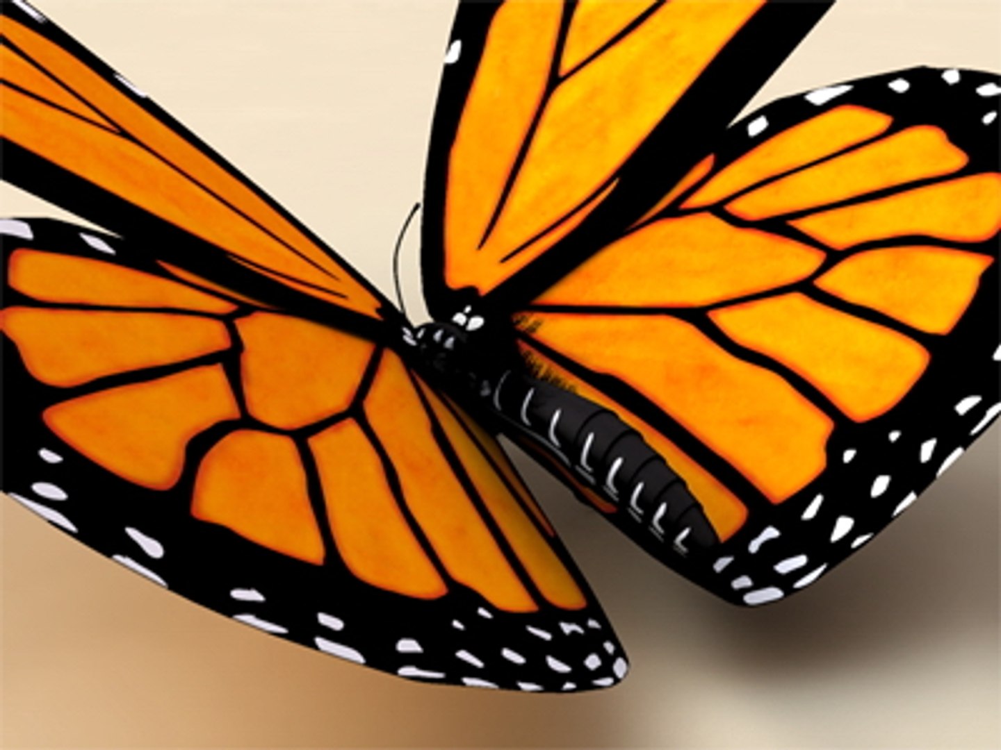 Monarch Butterfly 3d Model