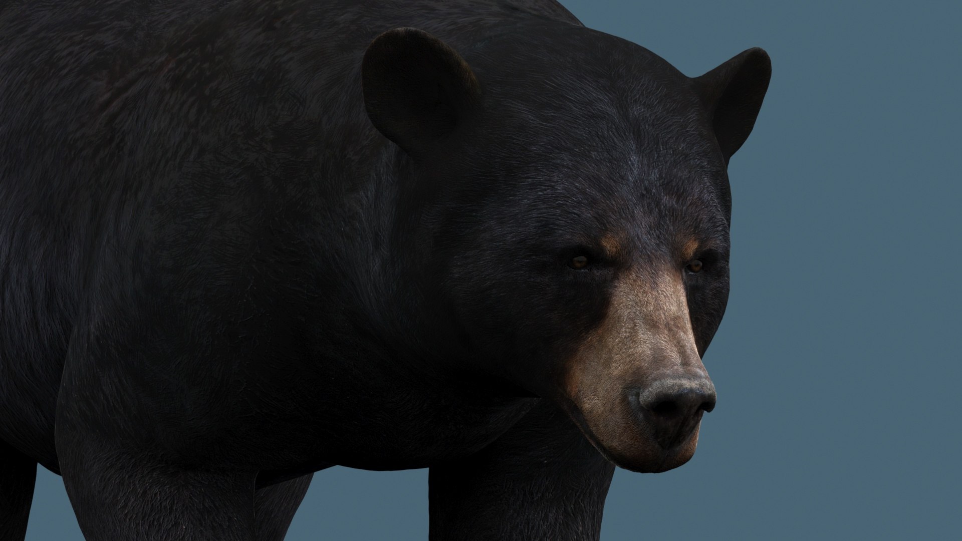 Black Bear Rigged 3D - TurboSquid 1633761