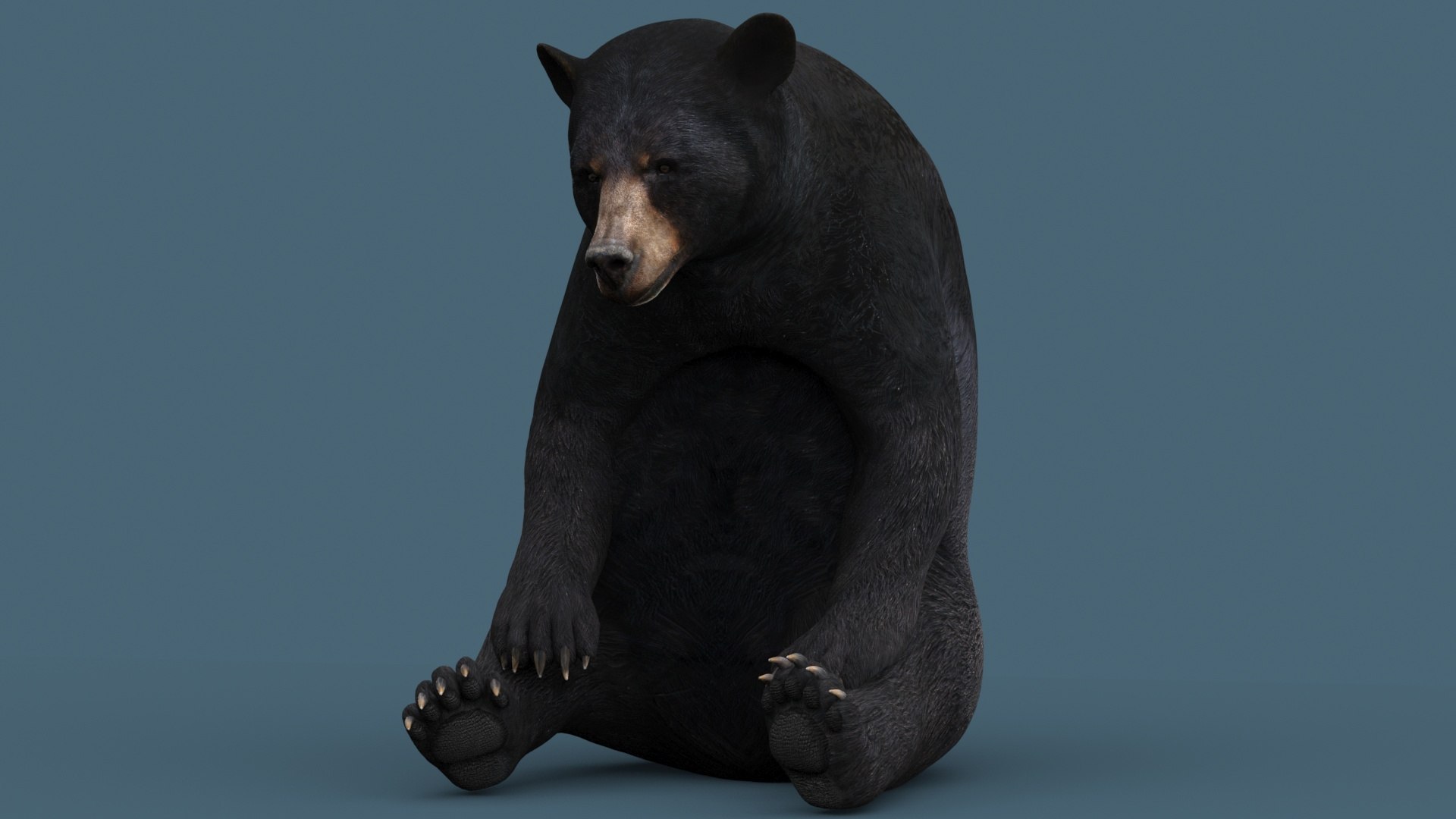 Black Bear Rigged 3D - TurboSquid 1633761