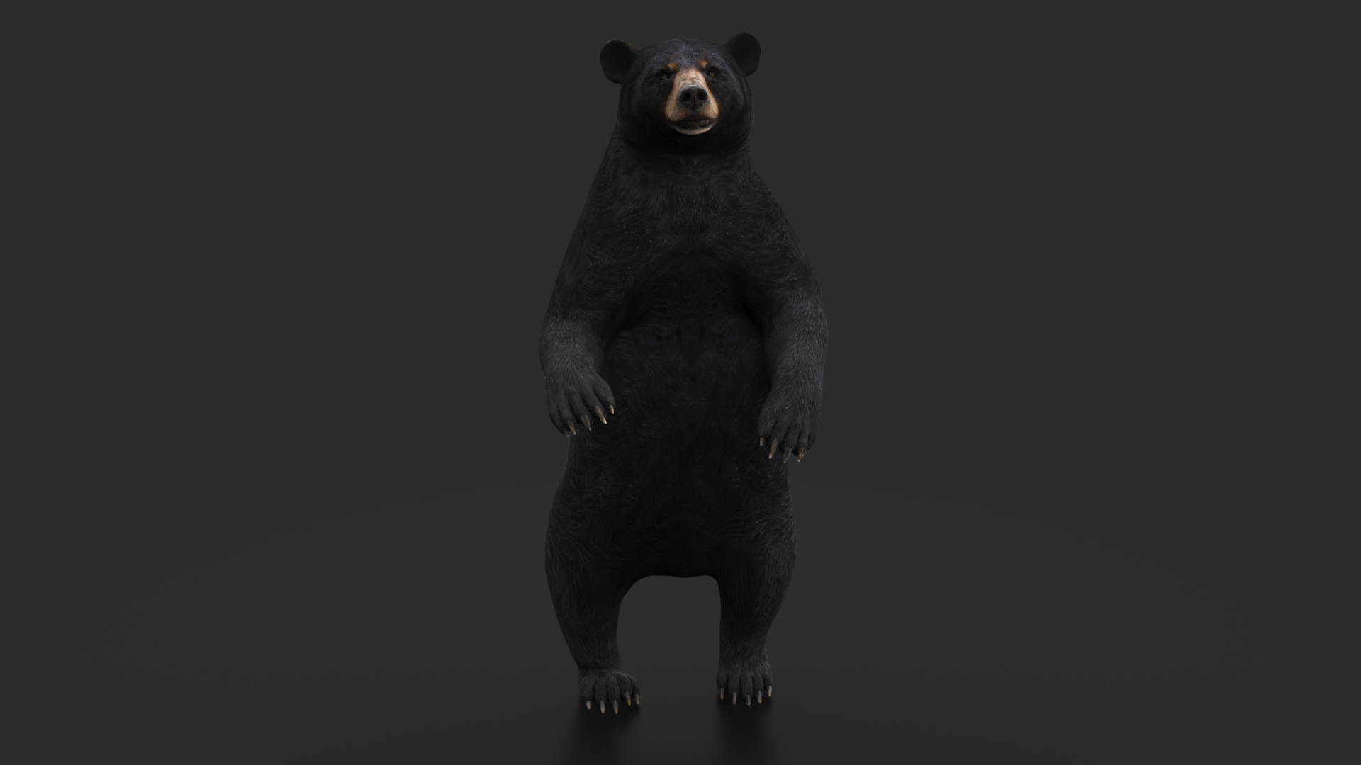 Black Bear Rigged 3D - TurboSquid 1633761