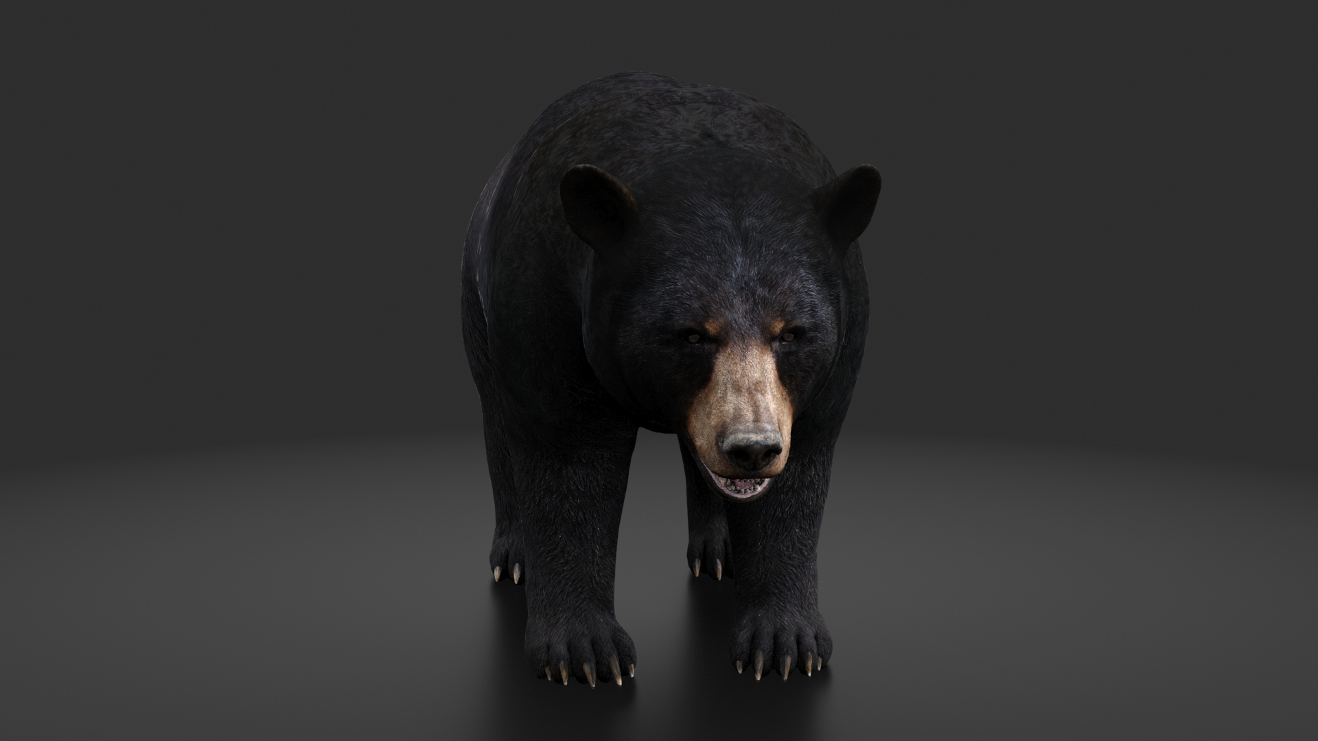 Black Bear Rigged 3D - TurboSquid 1633761