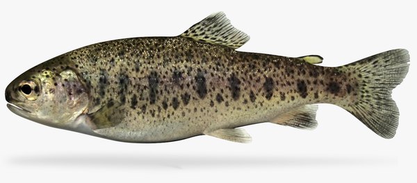 3D model yellowstone cutthroat trout - TurboSquid 1633754