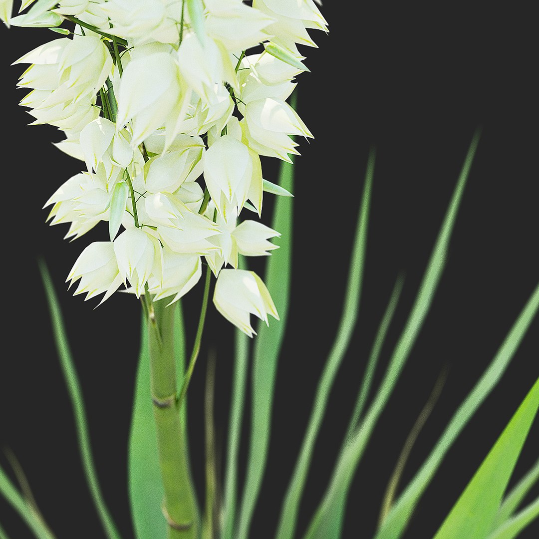 3D Yucca Filamentosa Model - TurboSquid 2273755