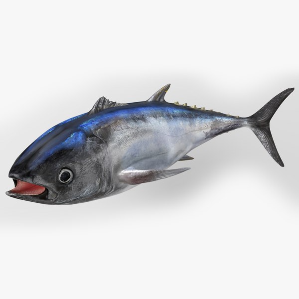 3D TUNA FISH Rigged L1541 model - TurboSquid 1814479