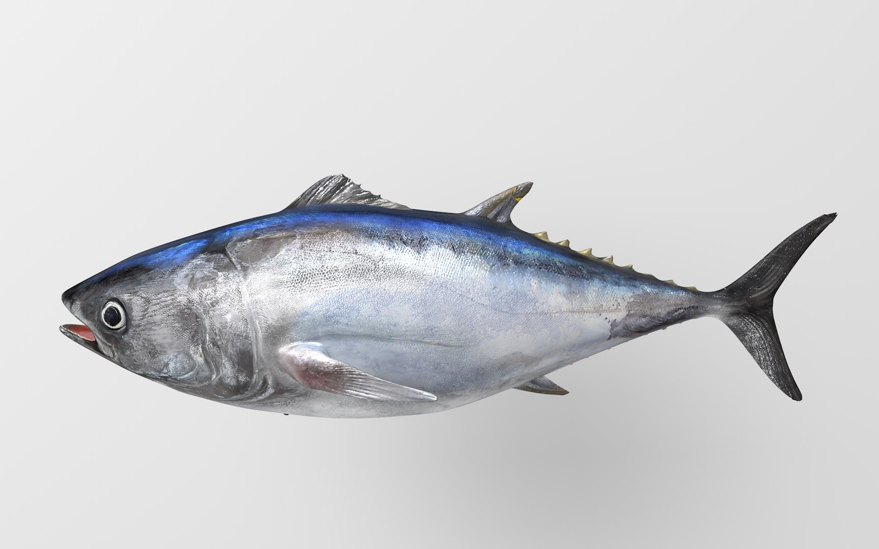 3D TUNA FISH Rigged L1541 model - TurboSquid 1814479