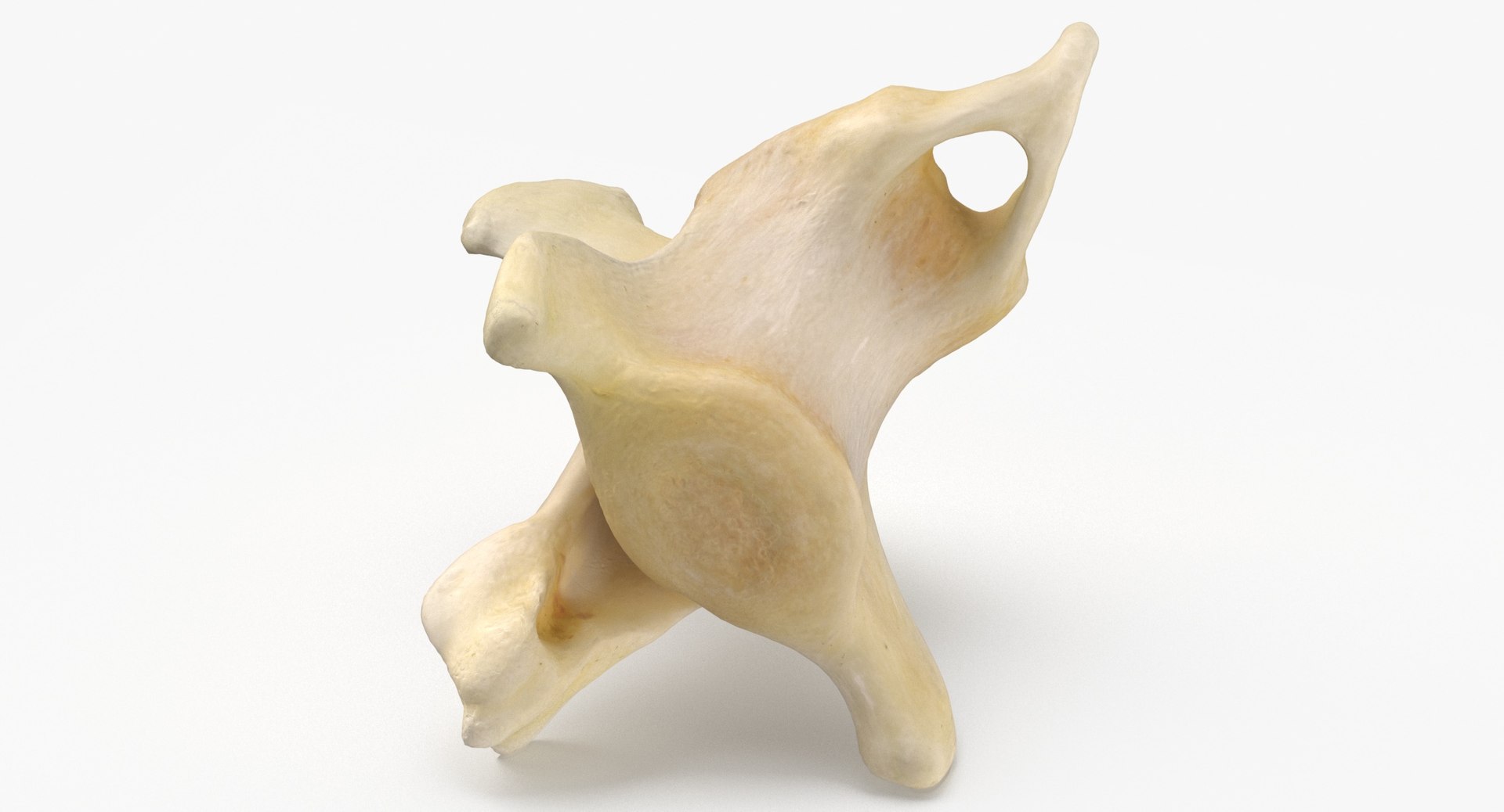 Domestic Dog Arcus Hemalis Caudal Vertebrae Bone Cd1 3D model ...