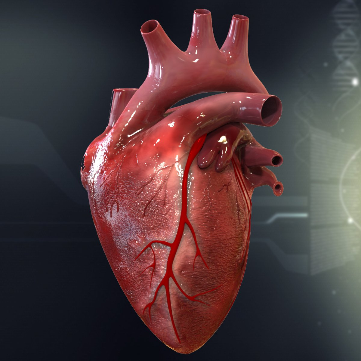 modelo 3d Media anatomía del corazón - TurboSquid 967040