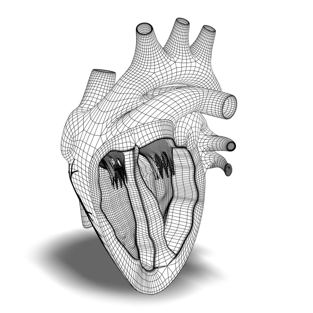 3d Human Heart Anatomy Model