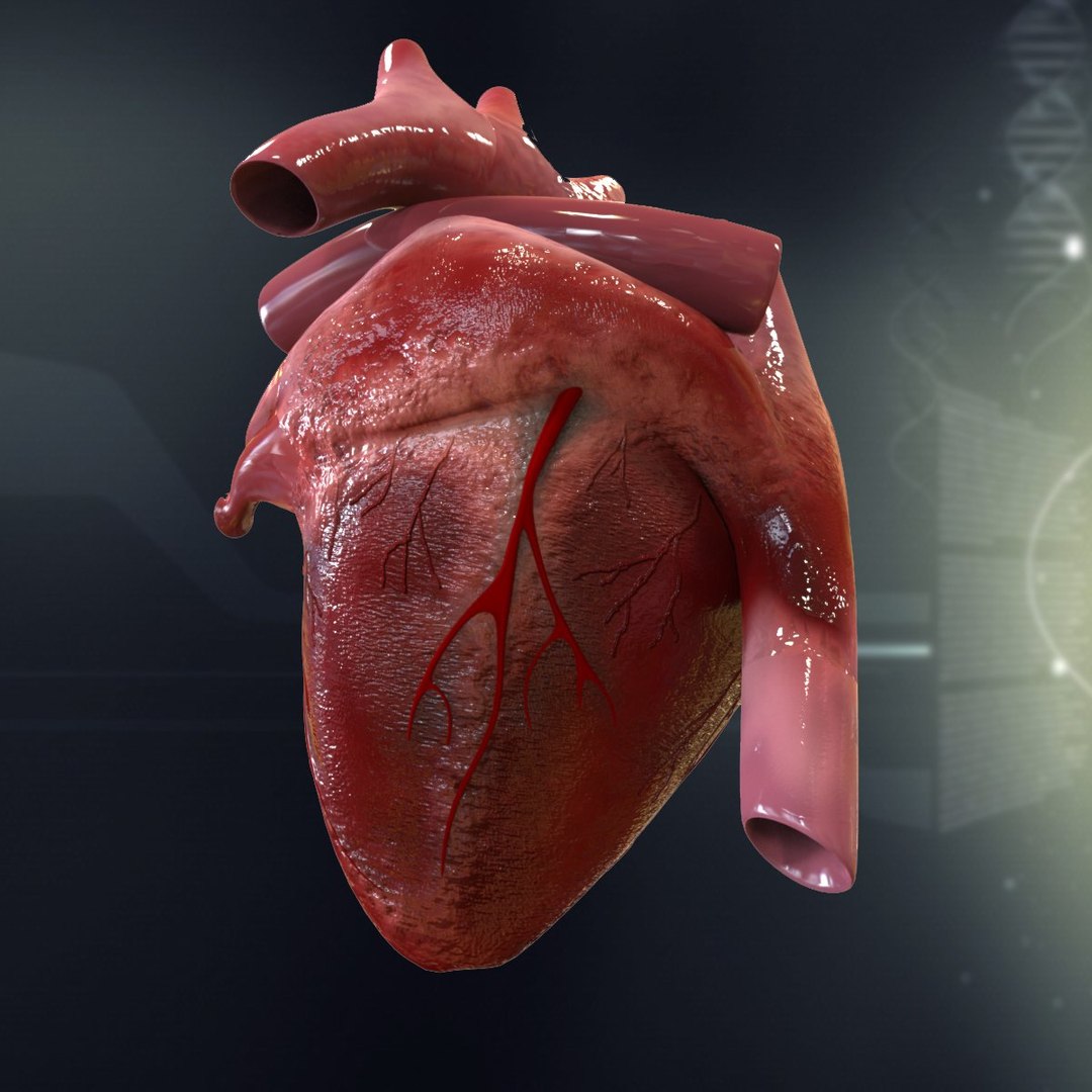 3d Human Heart Anatomy Model