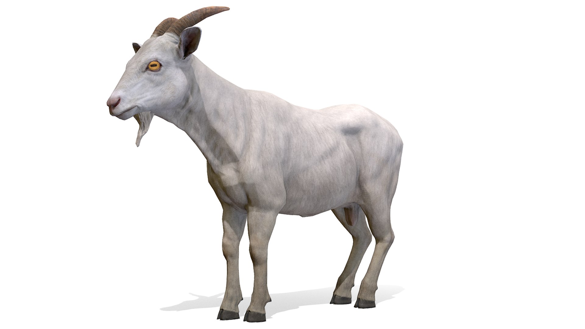 3D Model Goat Male Animations - TurboSquid 1480536
