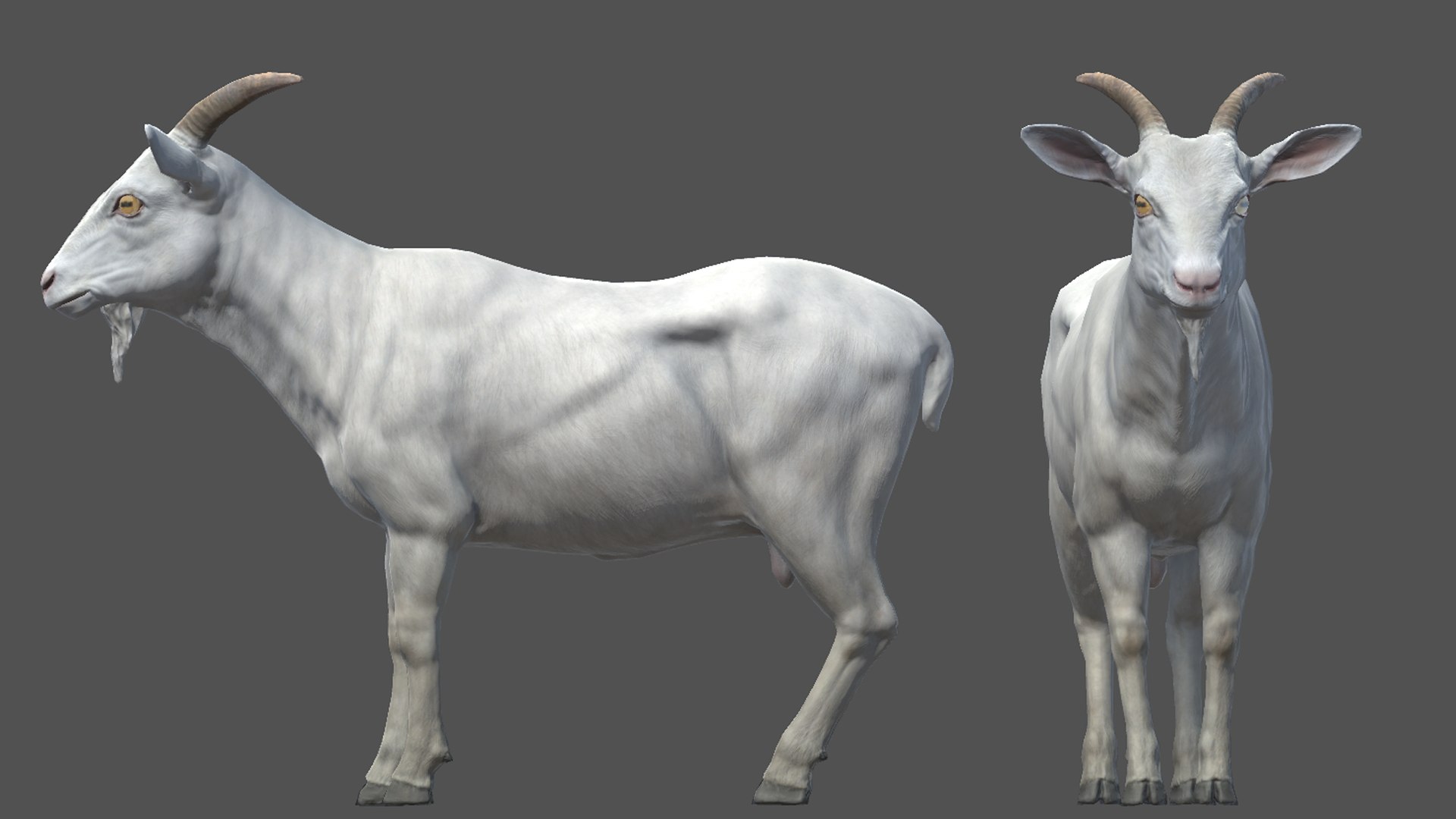 3D Model Goat Male Animations - TurboSquid 1480536