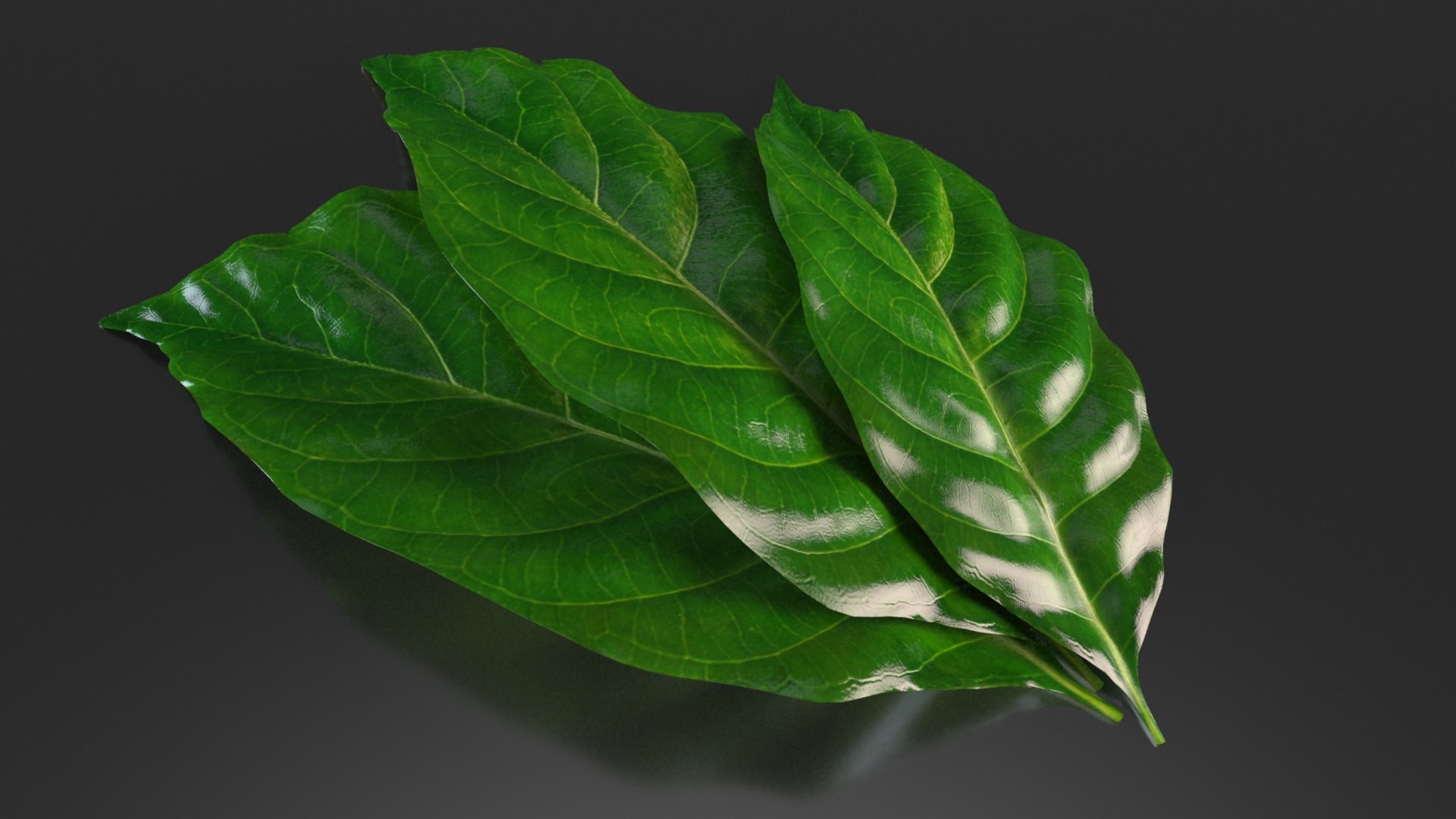 Coffee Tree 3D Model - TurboSquid 1681315