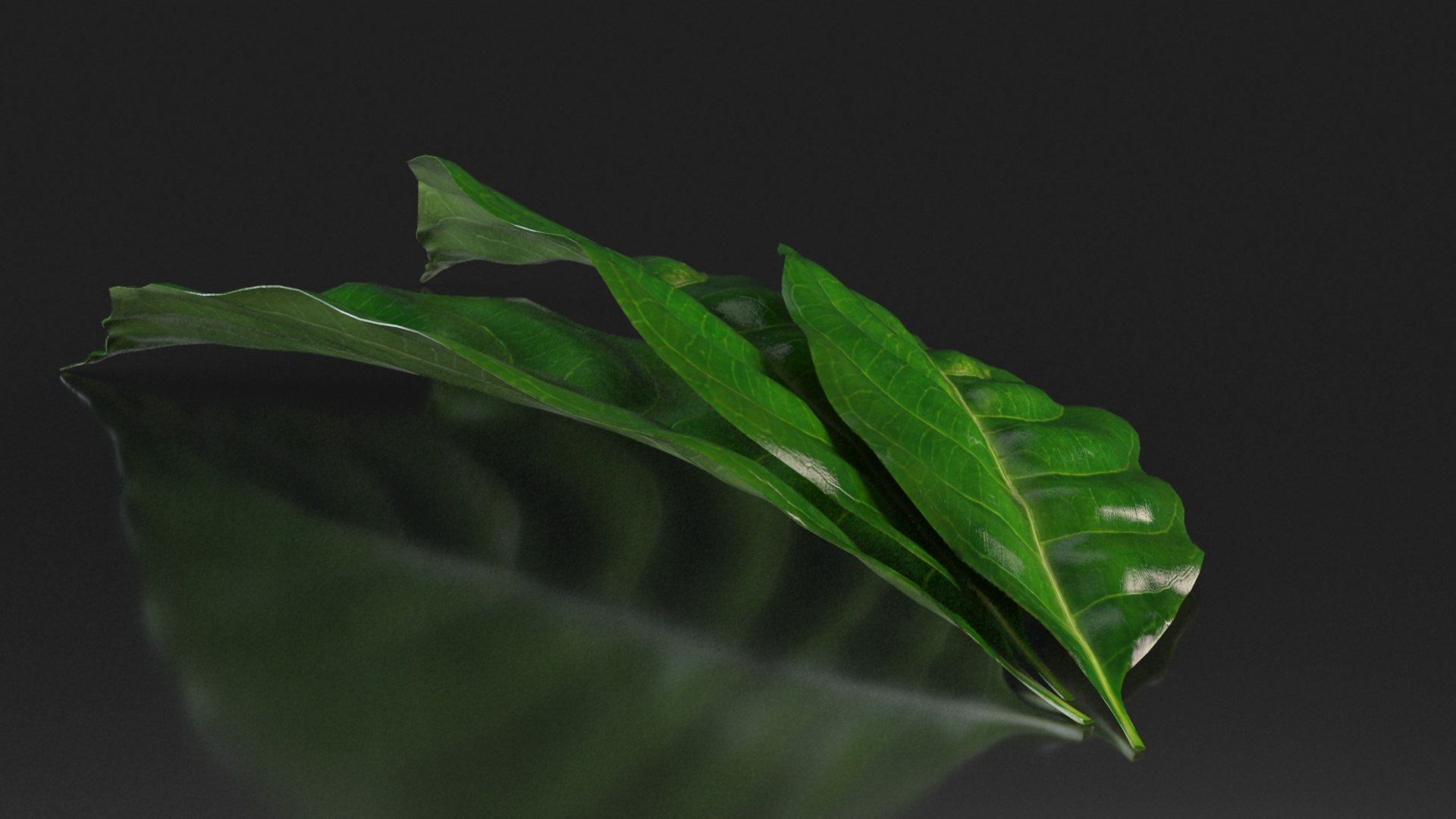 Coffee Tree 3D Model - TurboSquid 1681315