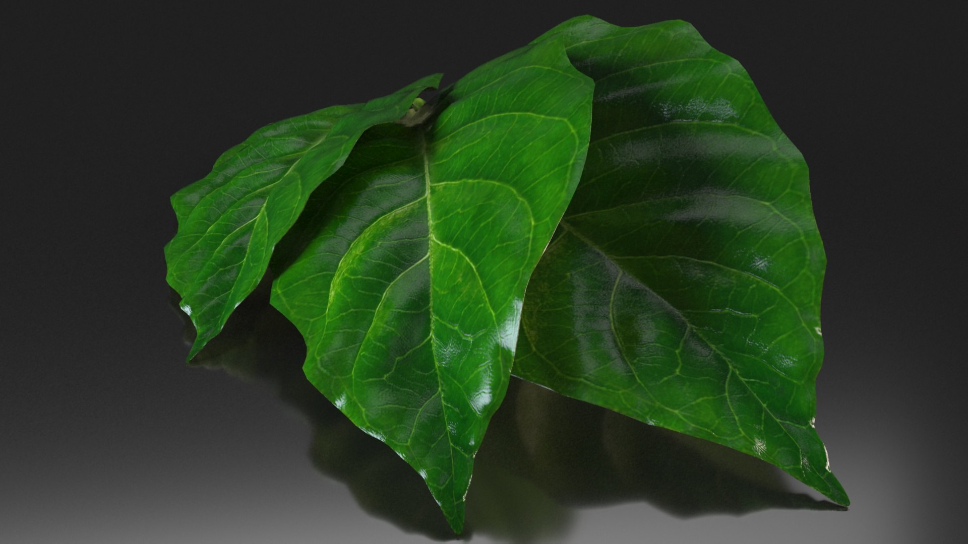 Coffee Tree 3D Model - TurboSquid 1681315