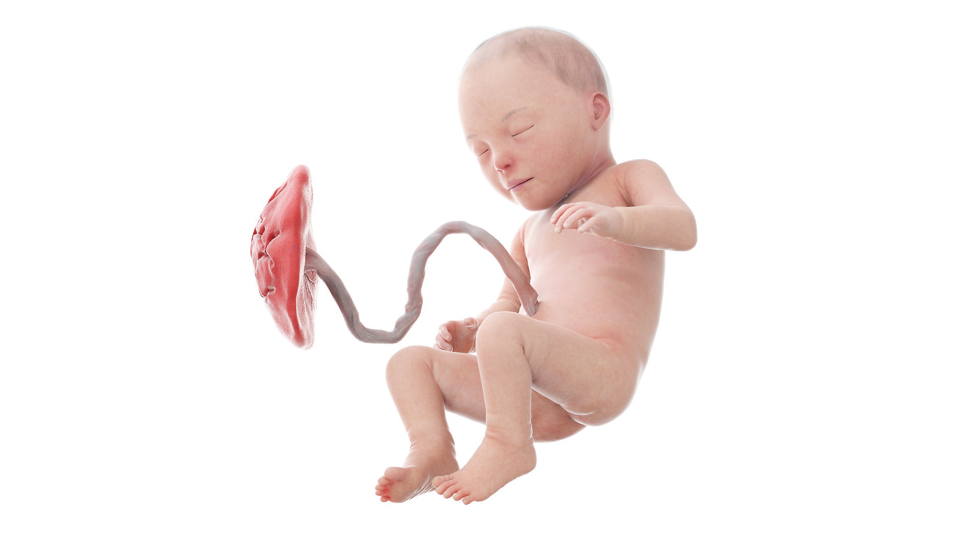 3D model Fetus Week 31 Static - TurboSquid 1869640