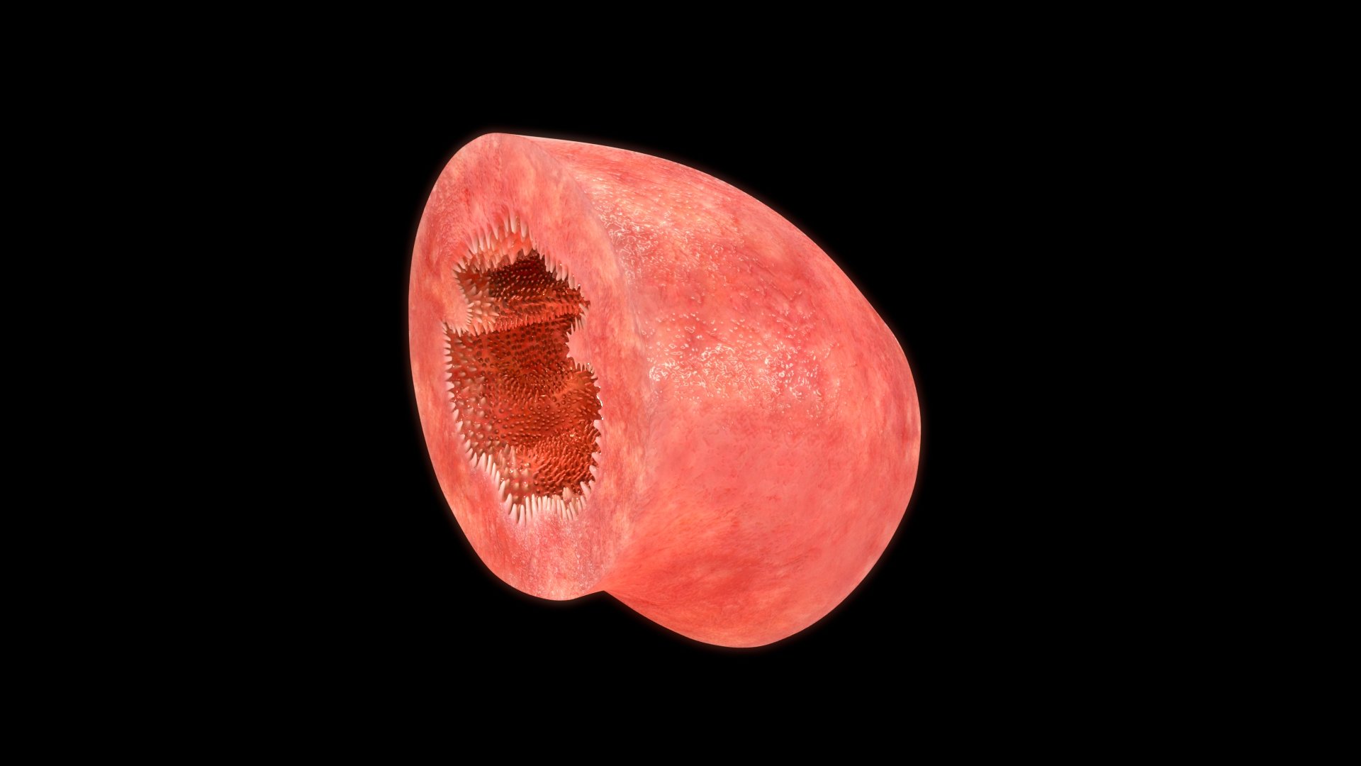 Jejunum Inner Section 3D Model - TurboSquid 2187658