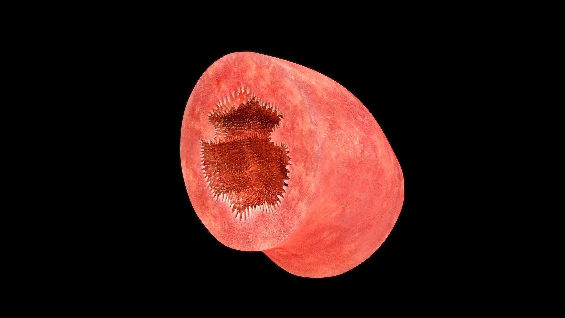 Jejunum Inner Section 3D Model - TurboSquid 2187658