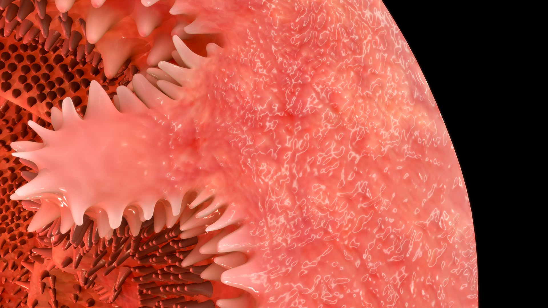 Jejunum Inner Section 3D Model - TurboSquid 2187658