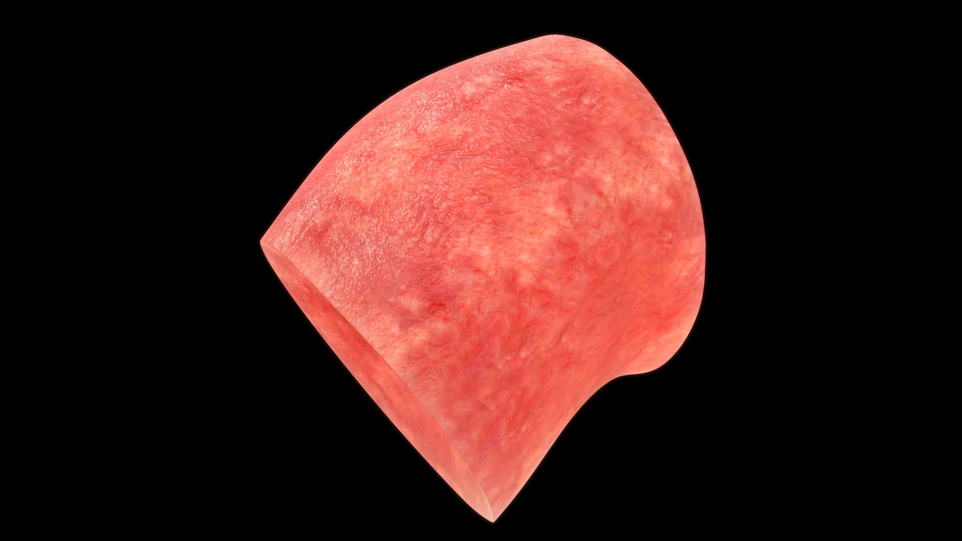 Jejunum Inner Section 3D Model - TurboSquid 2187658