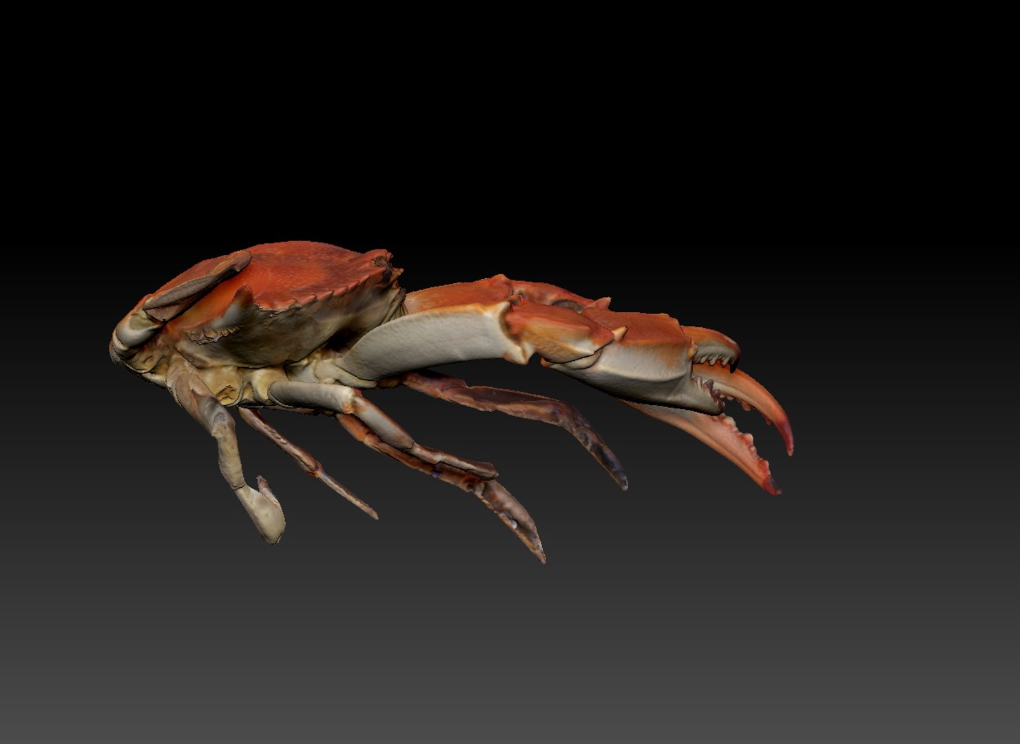 3D model Steamed Blue Crab - TurboSquid 2144175