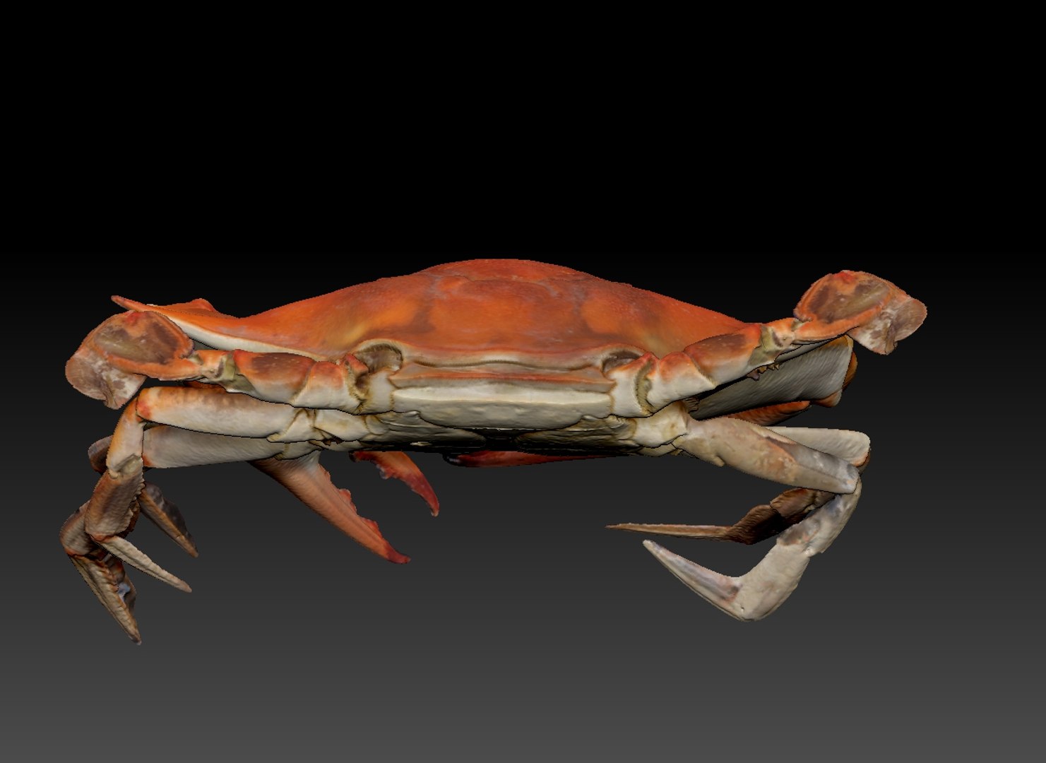 3D Model Steamed Blue Crab - TurboSquid 2144175