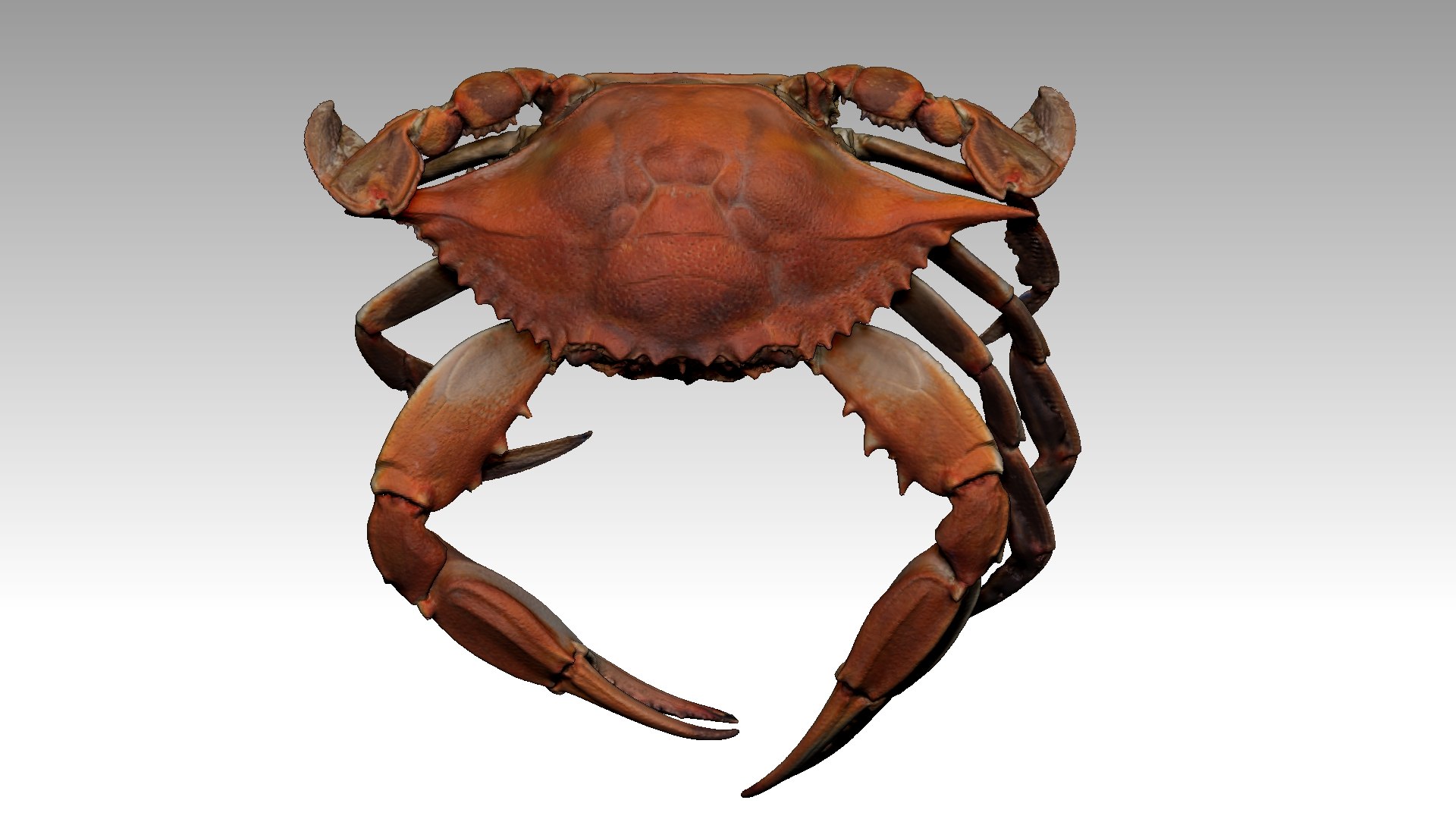3D Model Steamed Blue Crab - TurboSquid 2144175