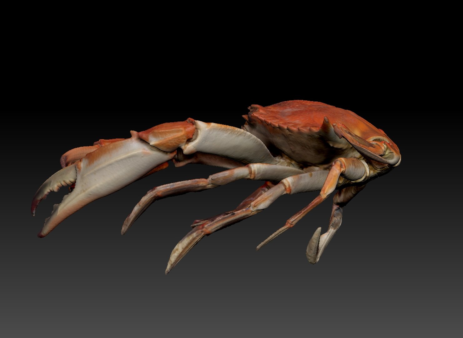 3D Model Steamed Blue Crab - TurboSquid 2144175