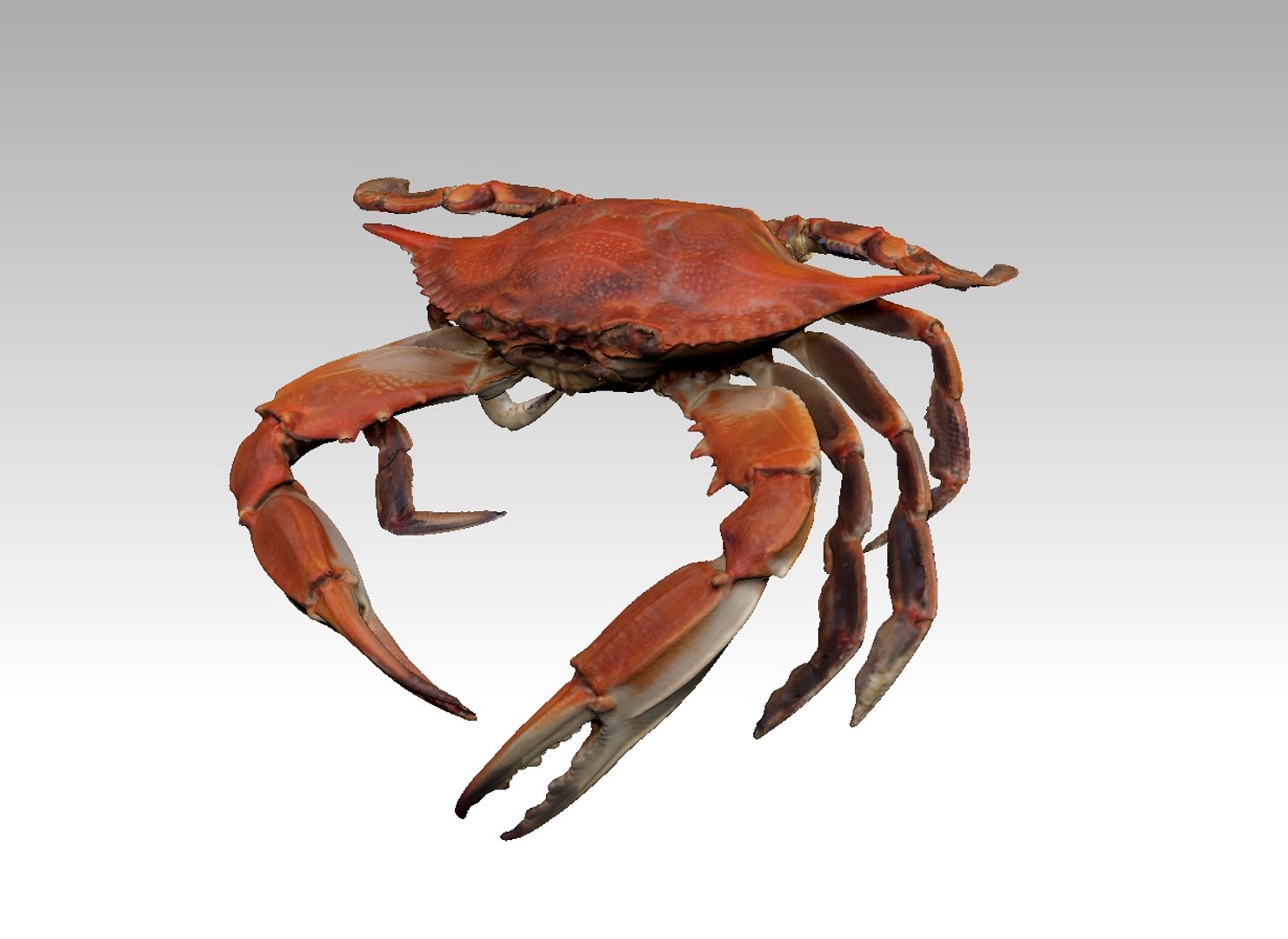 3D Model Steamed Blue Crab - TurboSquid 2144175