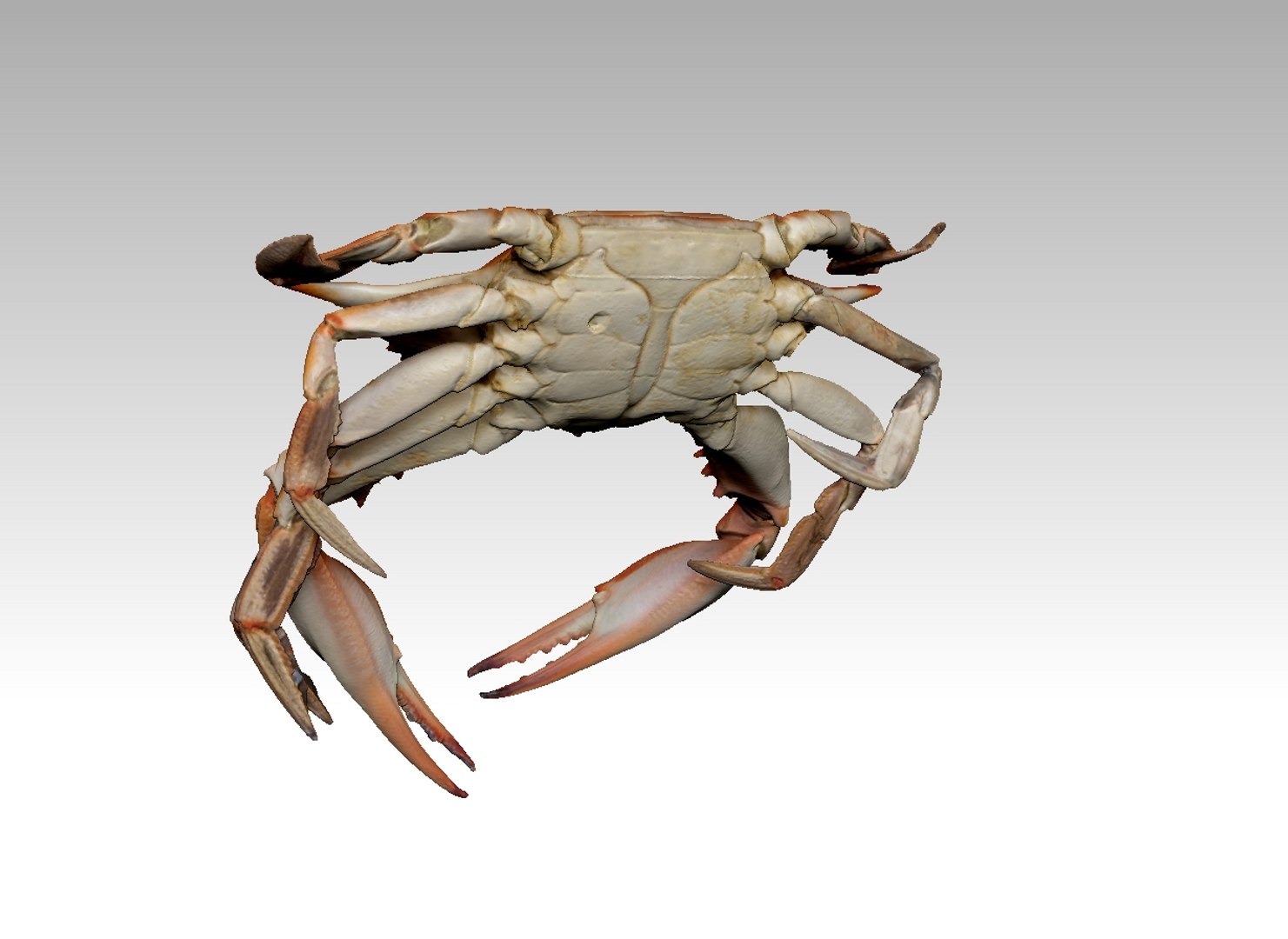 3D Model Steamed Blue Crab - TurboSquid 2144175
