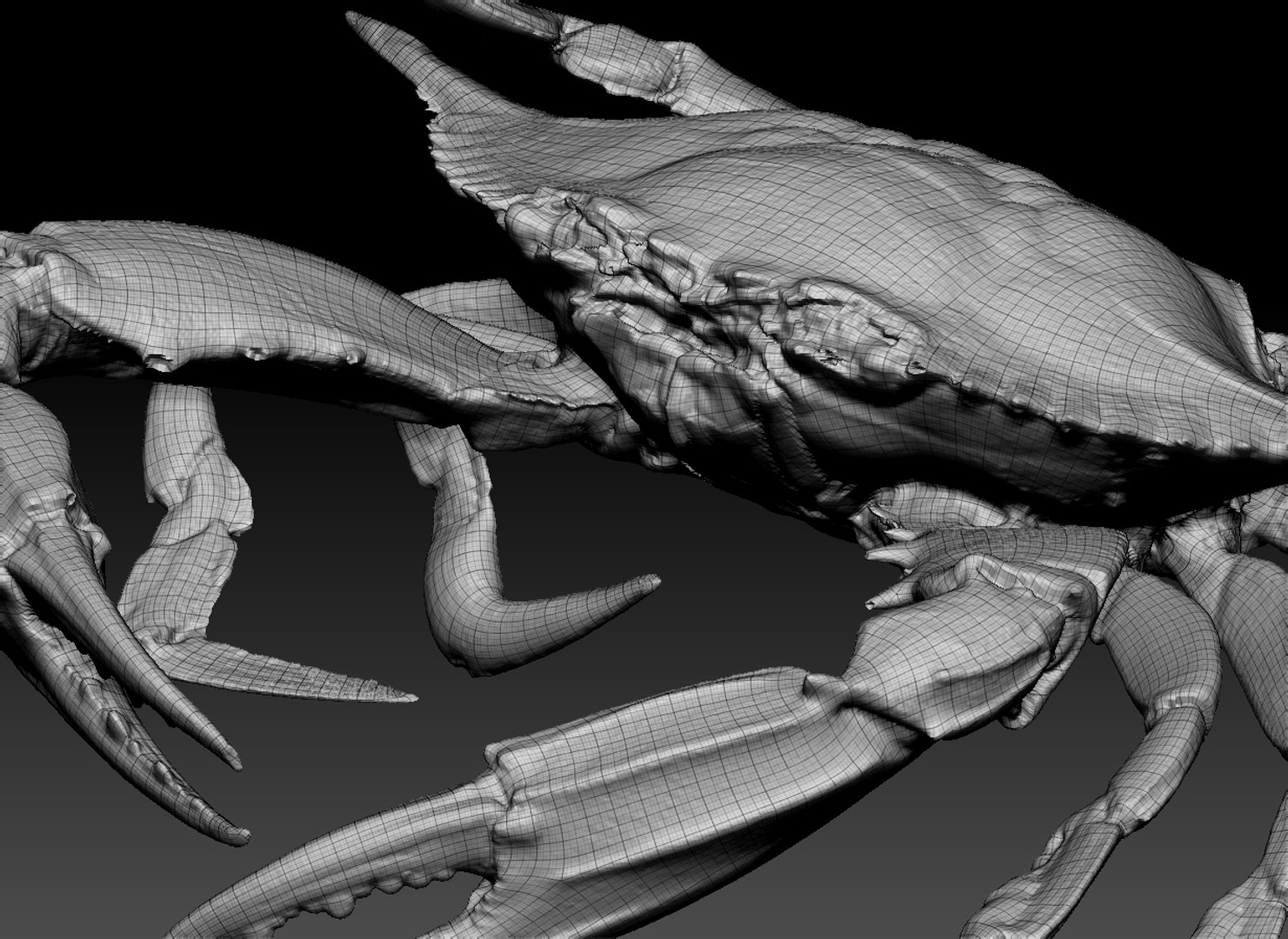 3D Model Steamed Blue Crab - TurboSquid 2144175