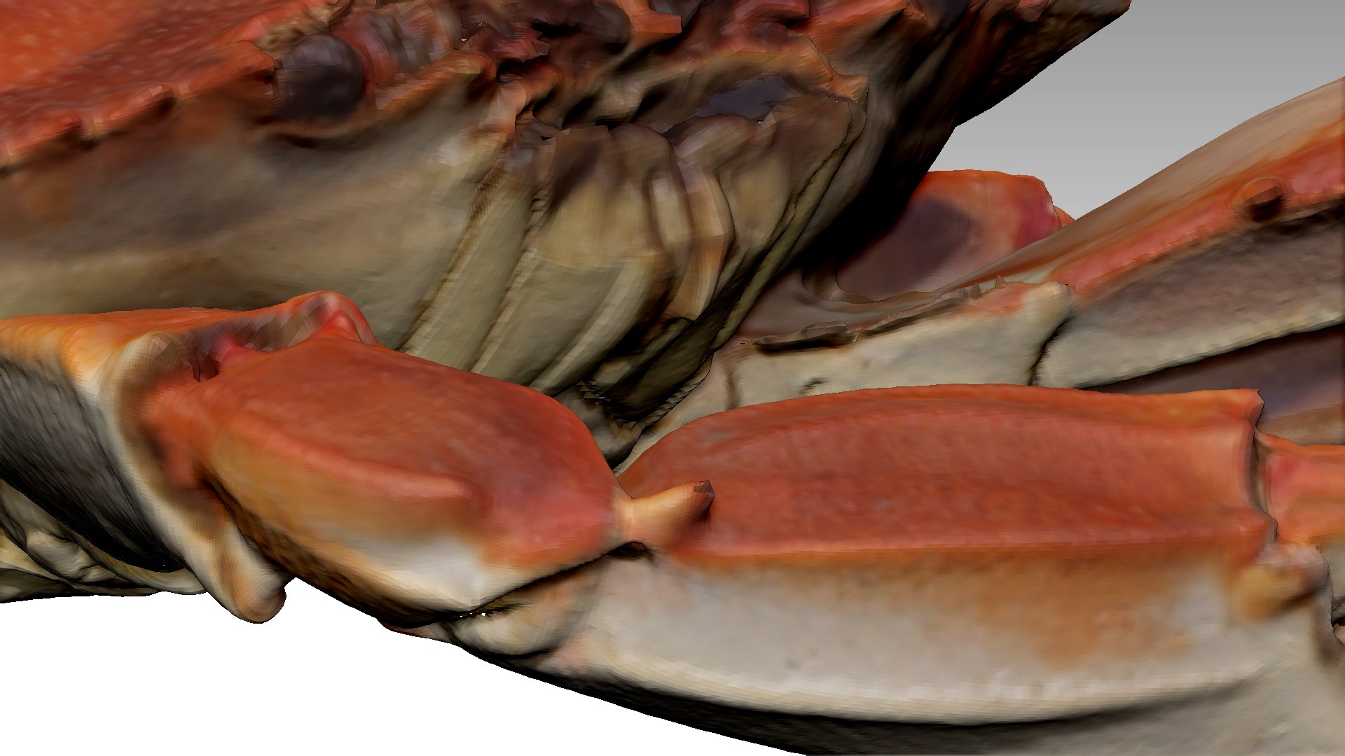 3D Model Steamed Blue Crab - TurboSquid 2144175