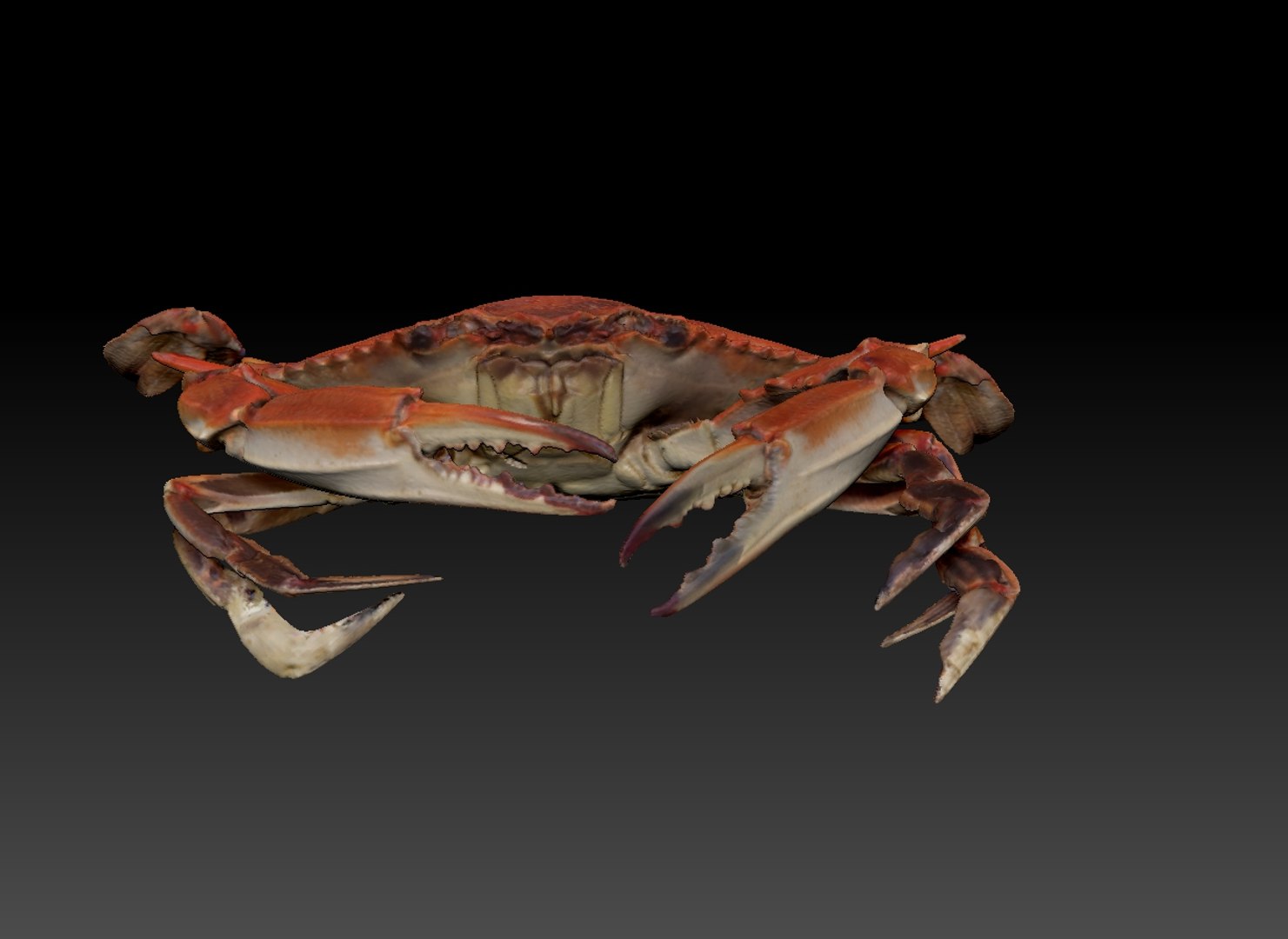 3D Model Steamed Blue Crab - TurboSquid 2144175