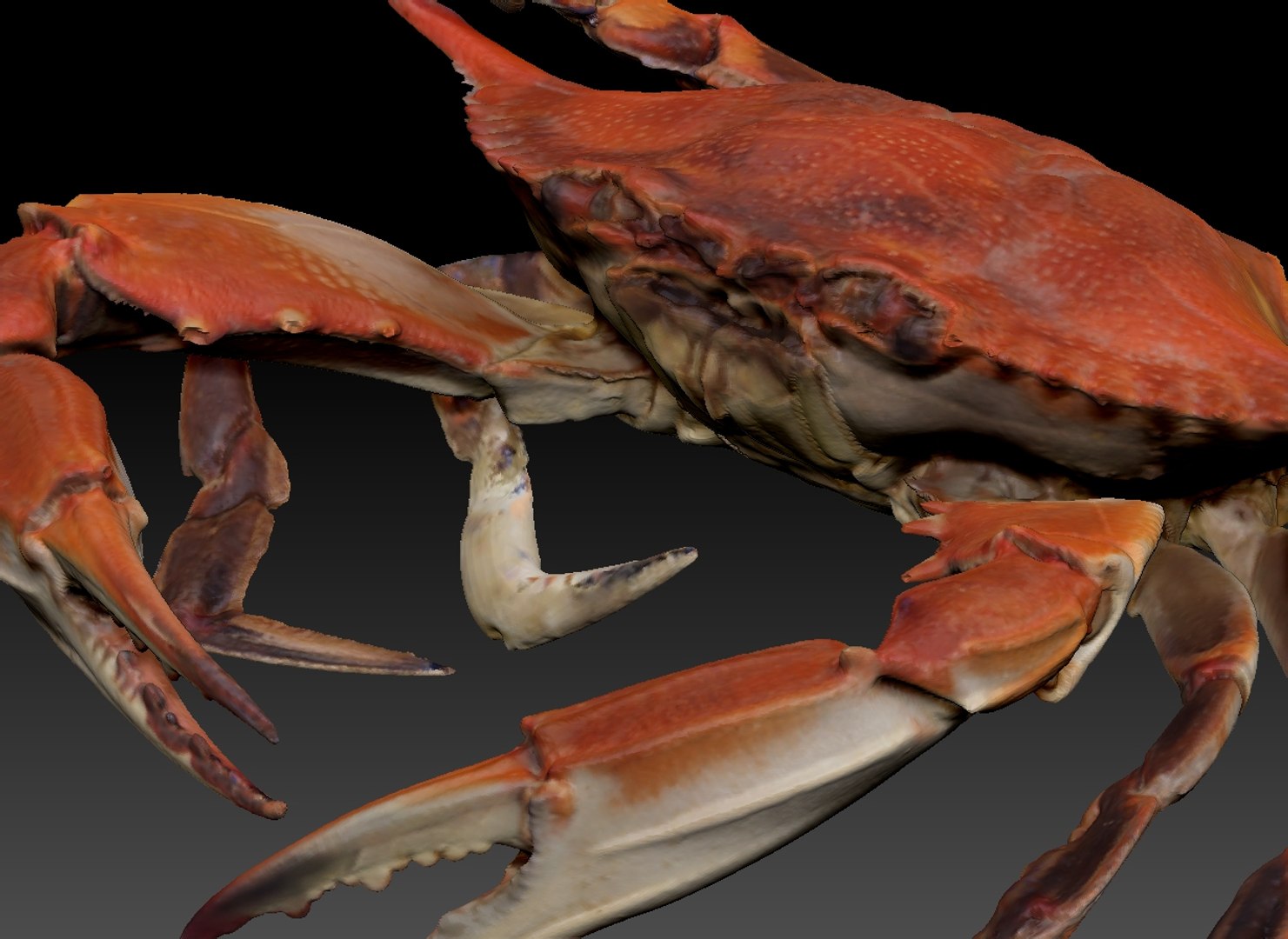 3D Model Steamed Blue Crab - TurboSquid 2144175
