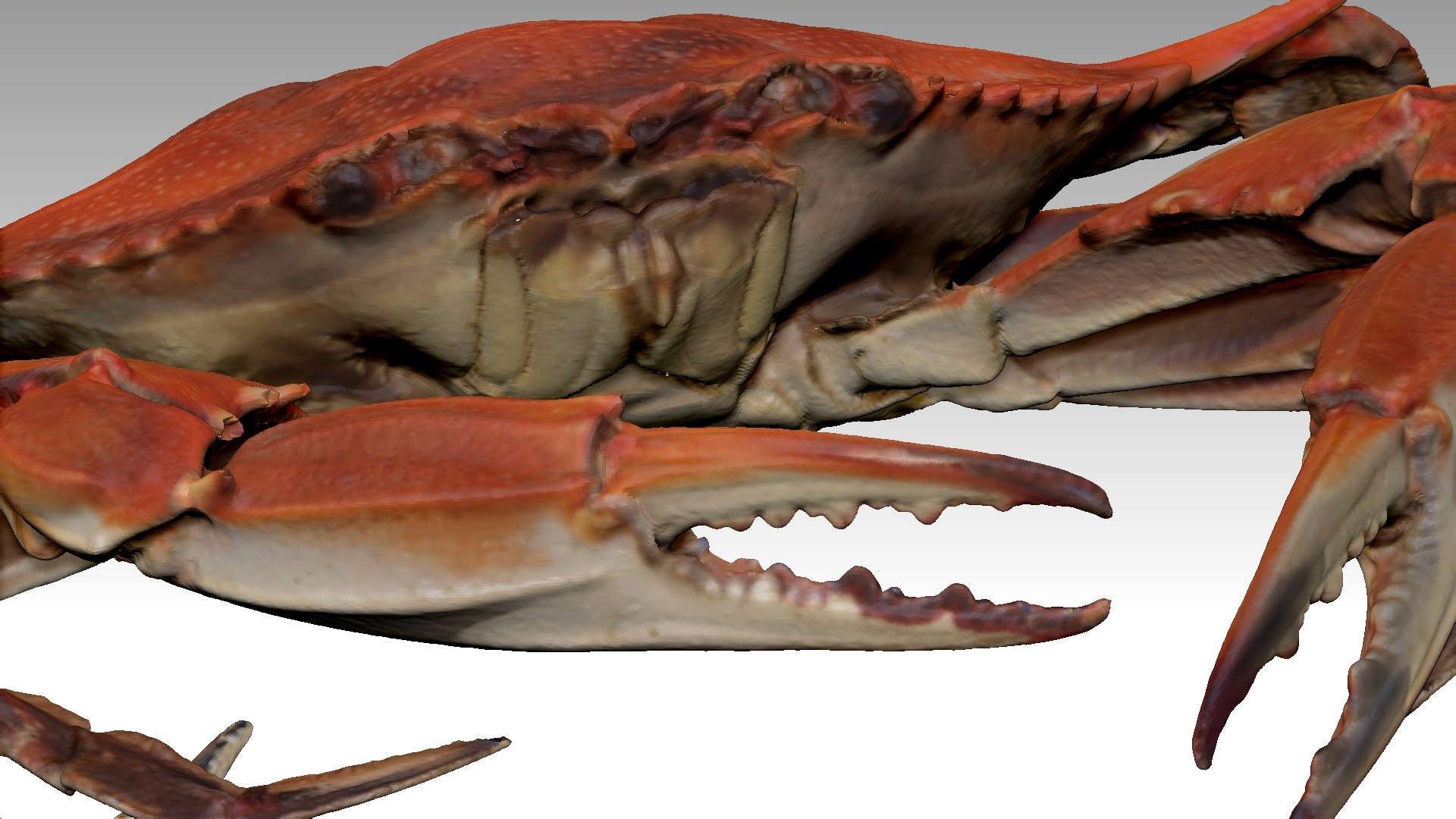 3D model Steamed Blue Crab - TurboSquid 2144175