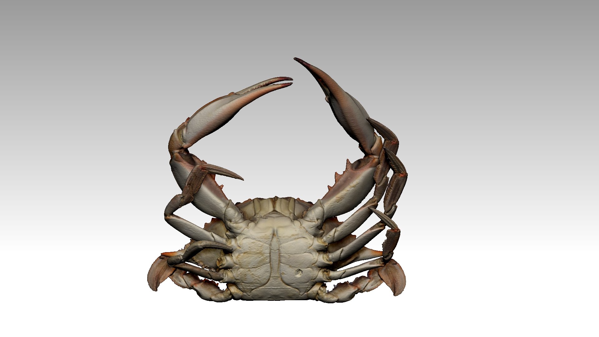 3D Model Steamed Blue Crab - TurboSquid 2144175