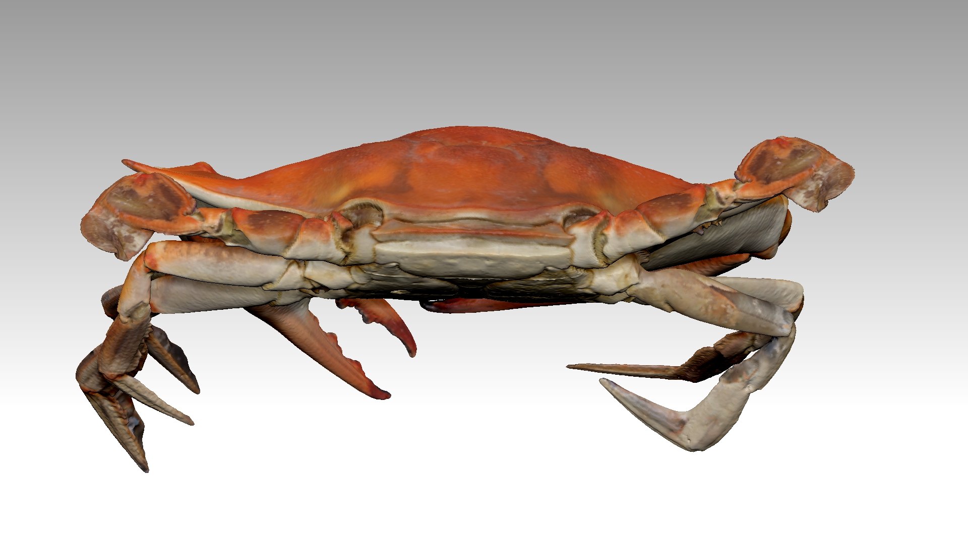 3D Model Steamed Blue Crab - TurboSquid 2144175
