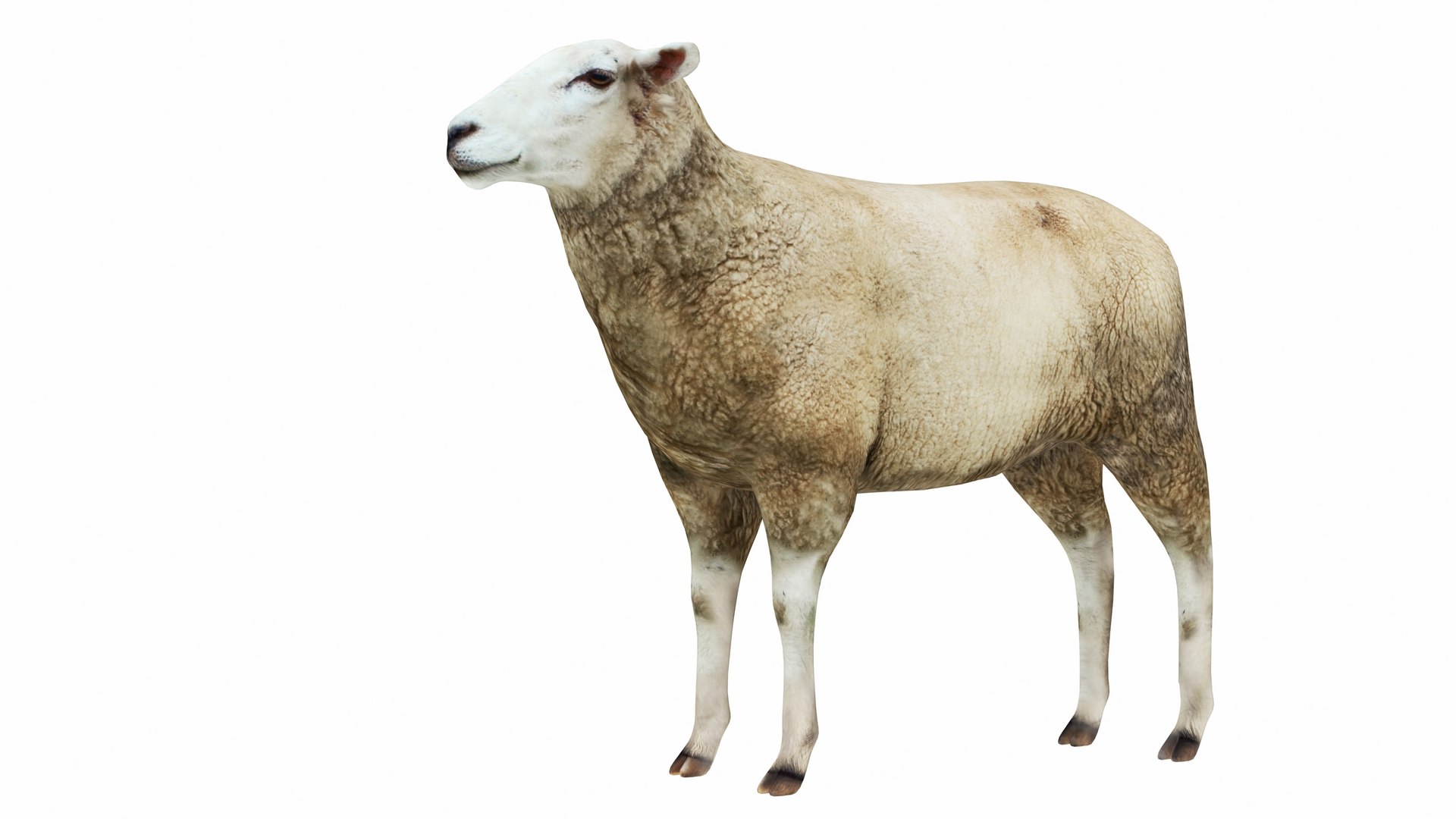 3D Model Sheep 2 - TurboSquid 2343305
