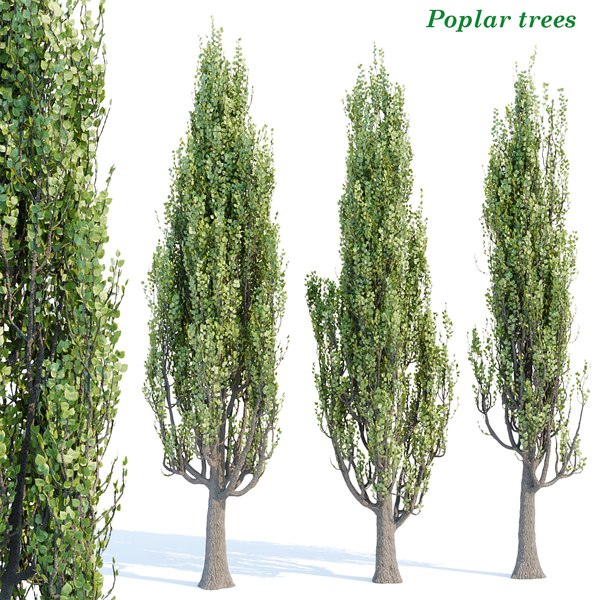 3D poplar trees collection vol 76 - TurboSquid 1960381